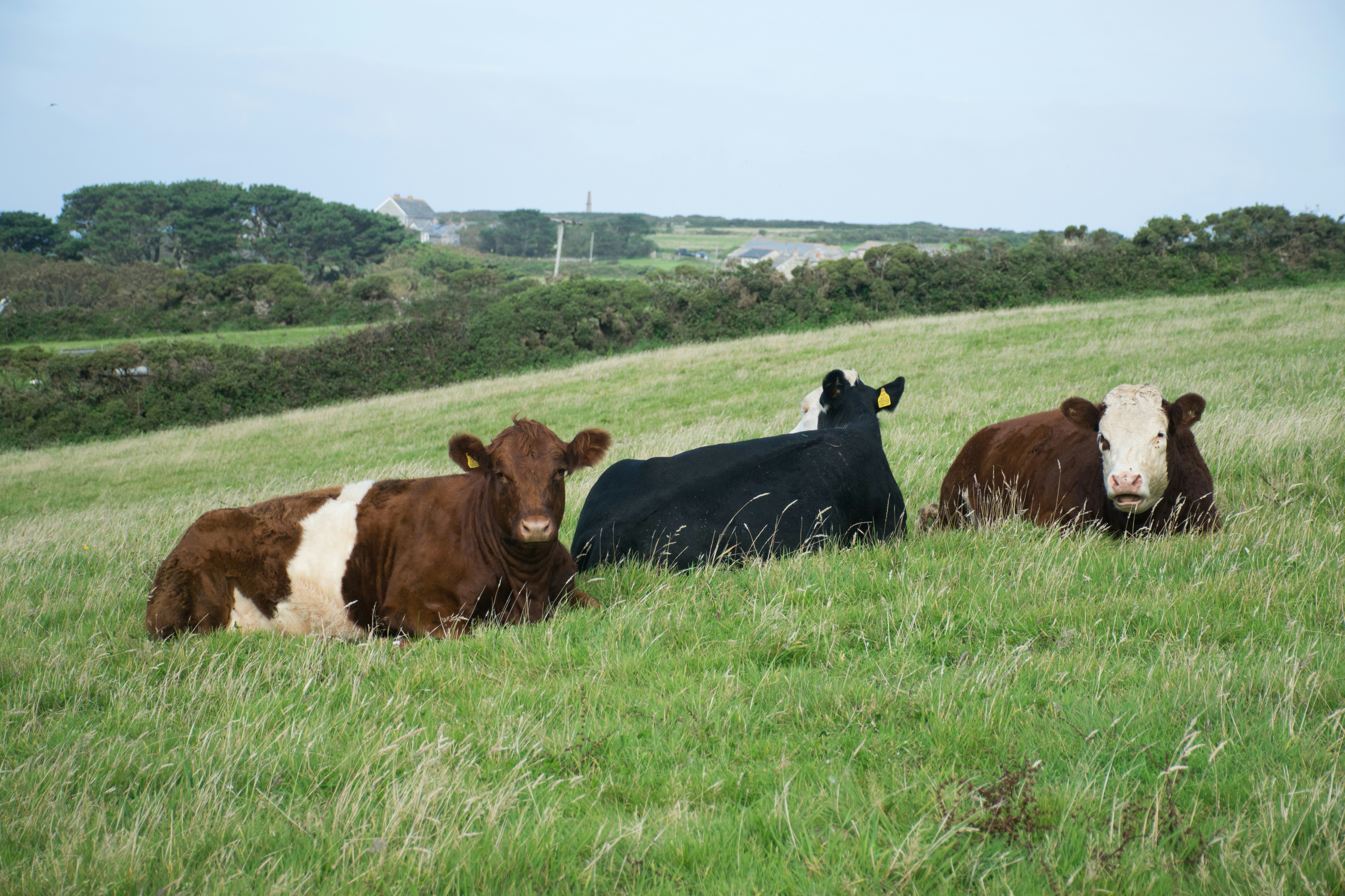 Foto Un grupo de vacas acostadas en un campo – Imagen Campo gratis en ...