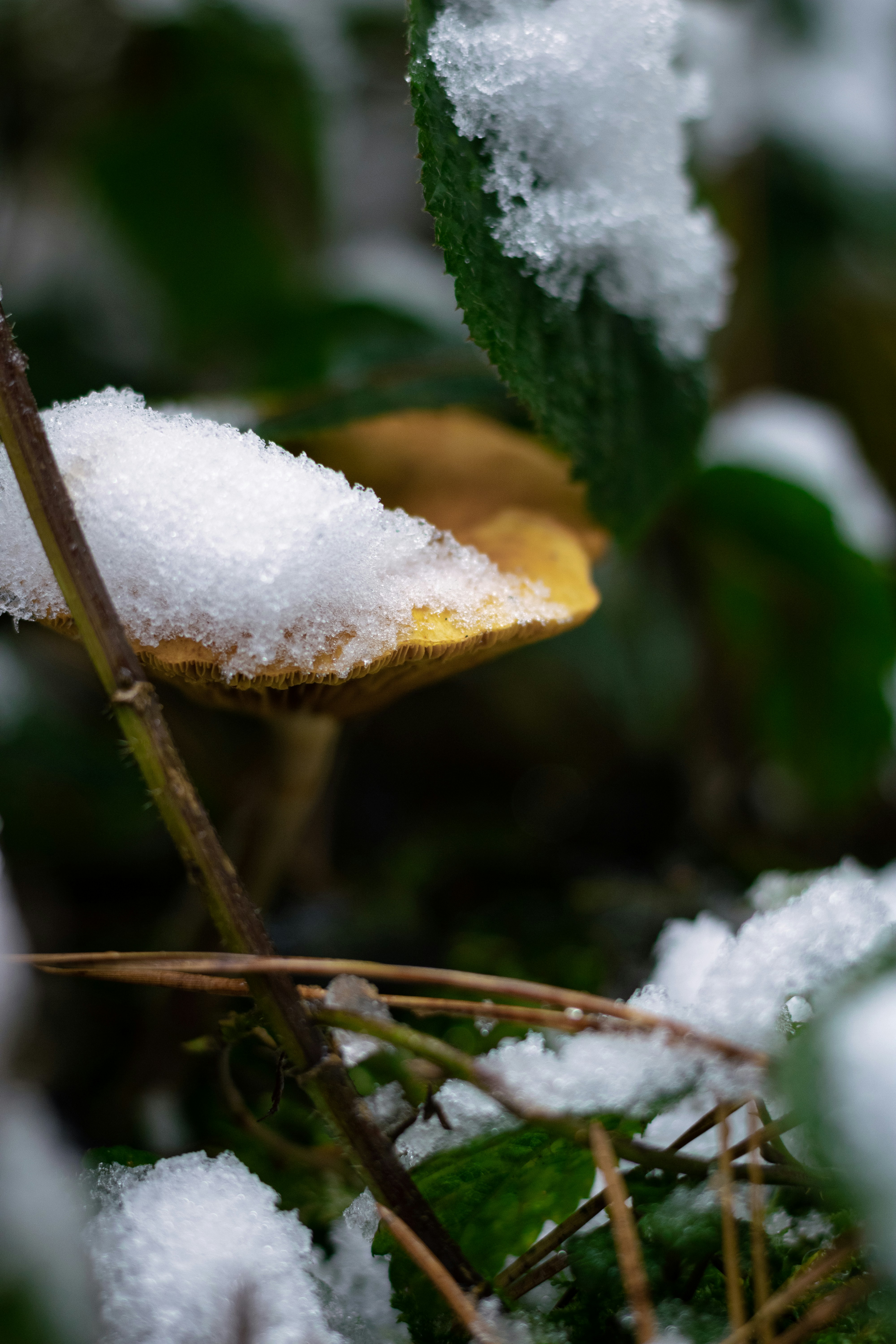 a close up of a snow covered plant