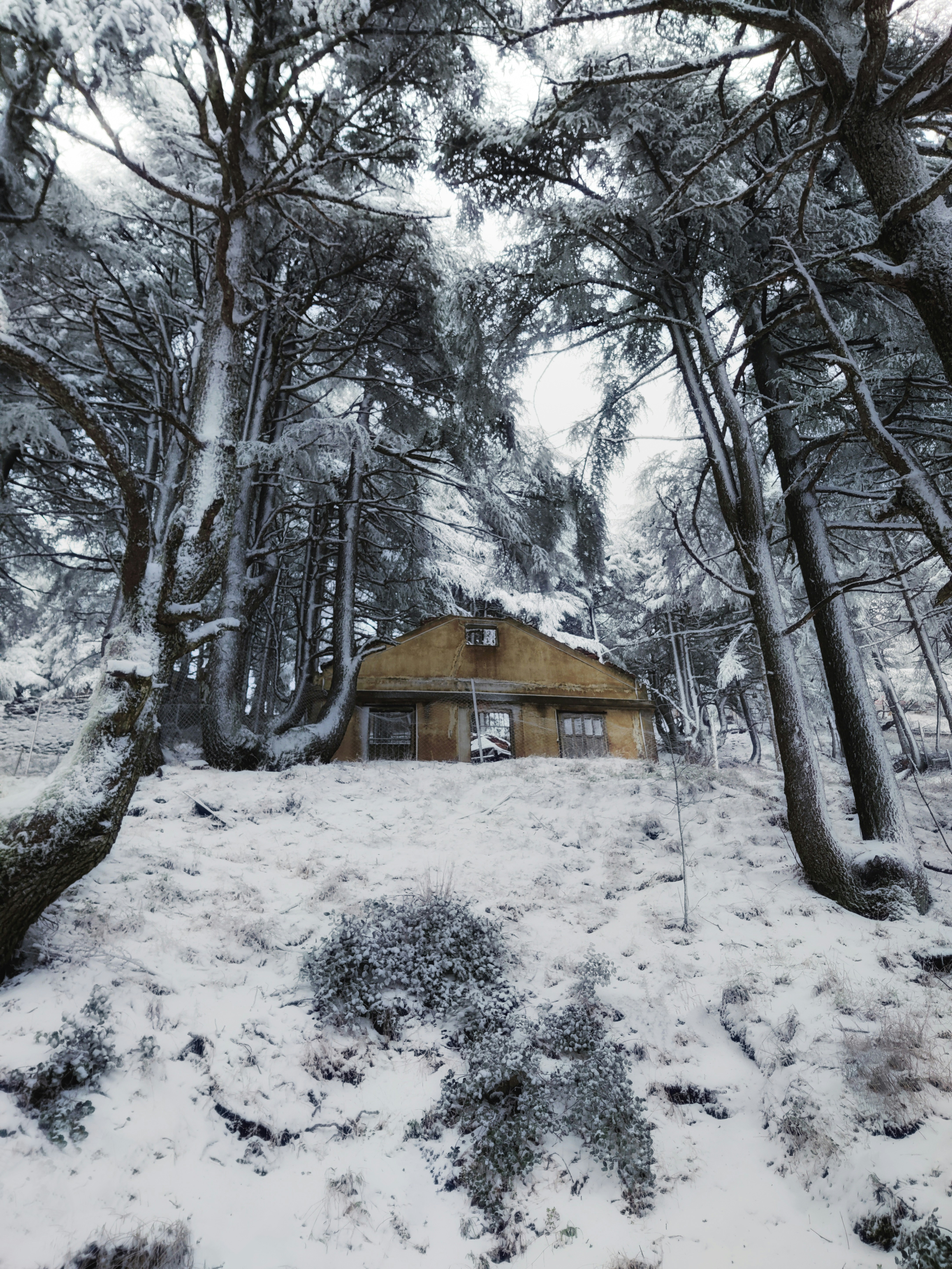 Foto Una pequeña cabaña en medio de un bosque nevado – Imagen ...