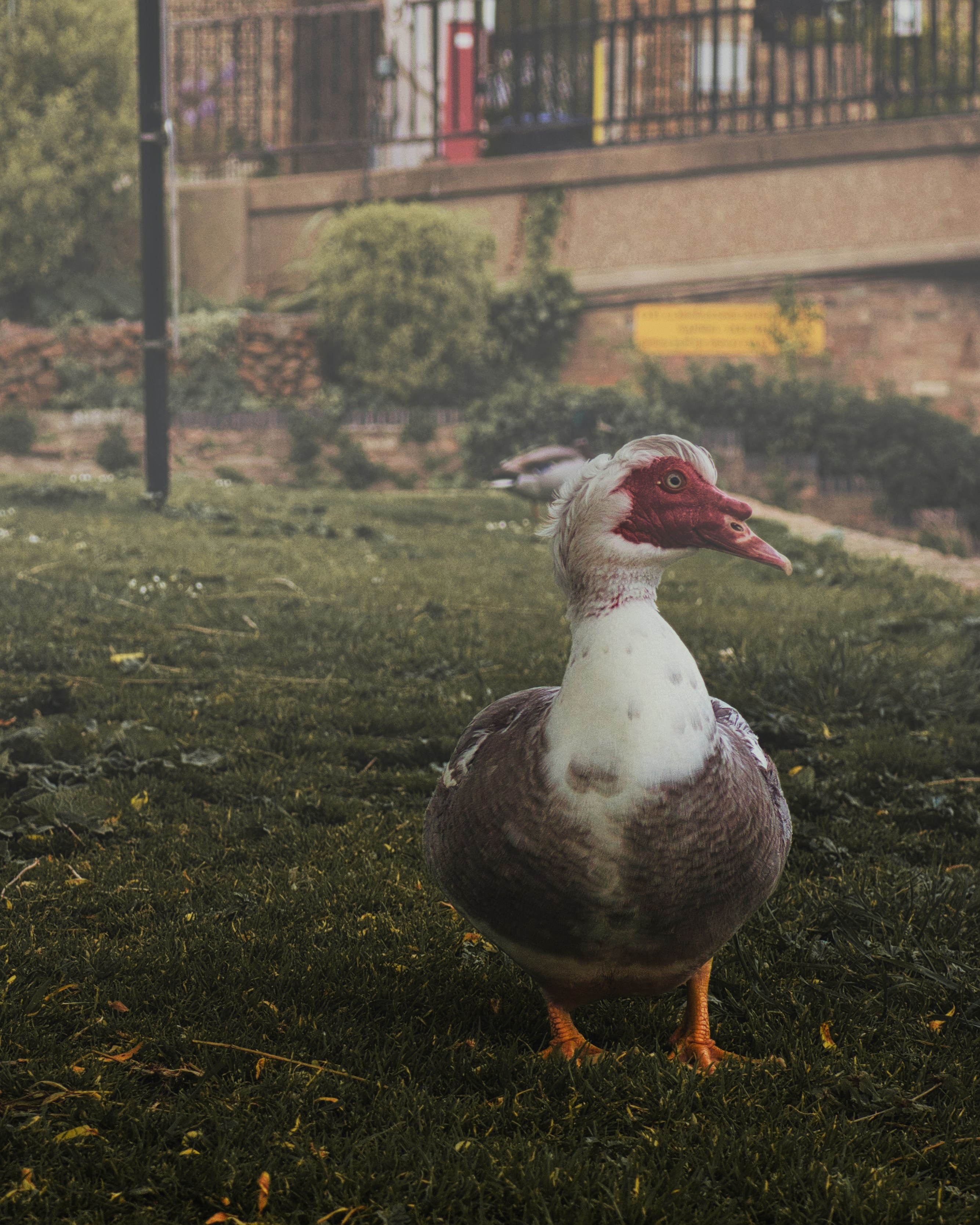 Goose or duck near the river on a foggy afternoon