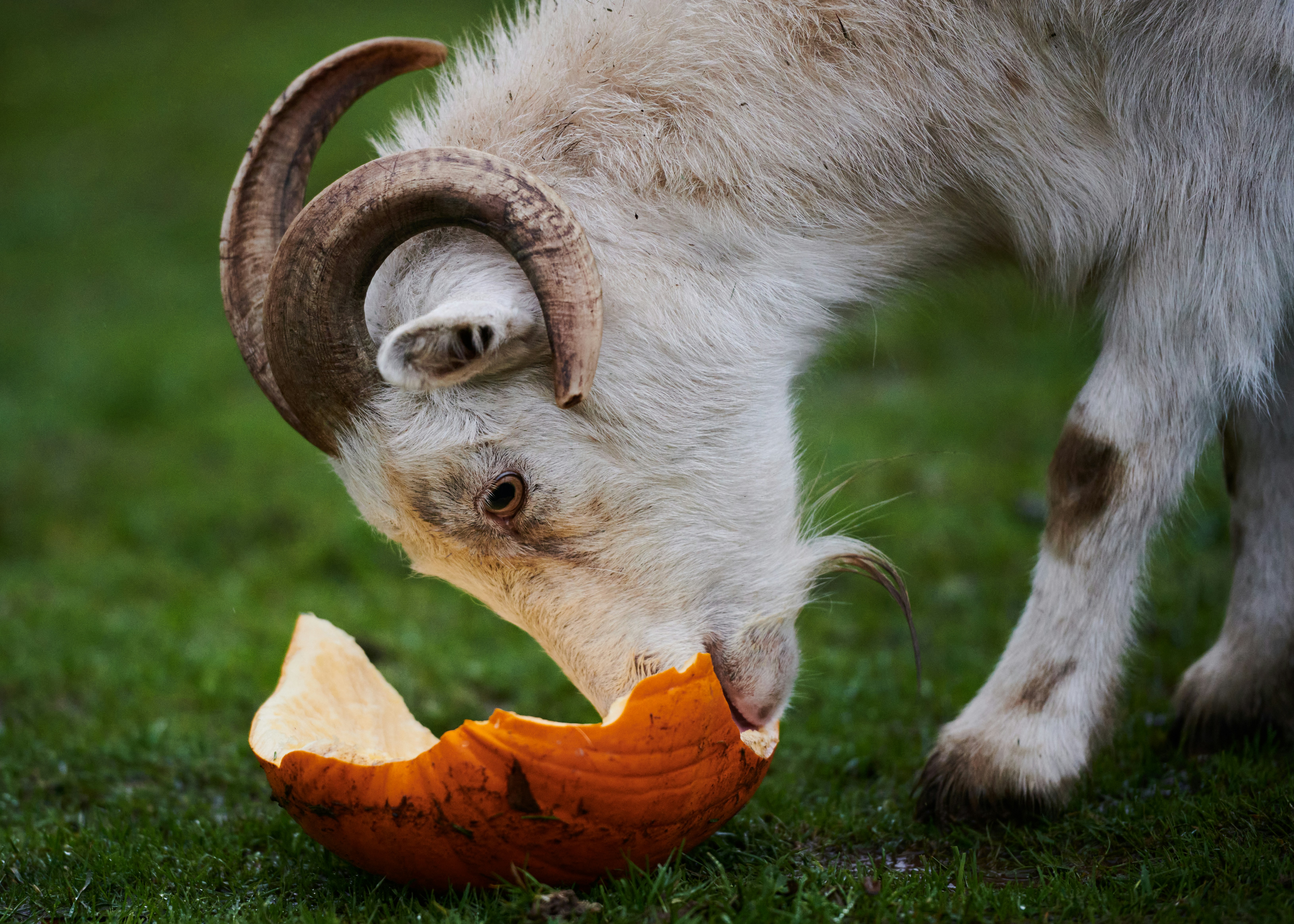 A goat intently exploring a hollowed pumpkin on a grassy field, showcasing its playful curiosity.