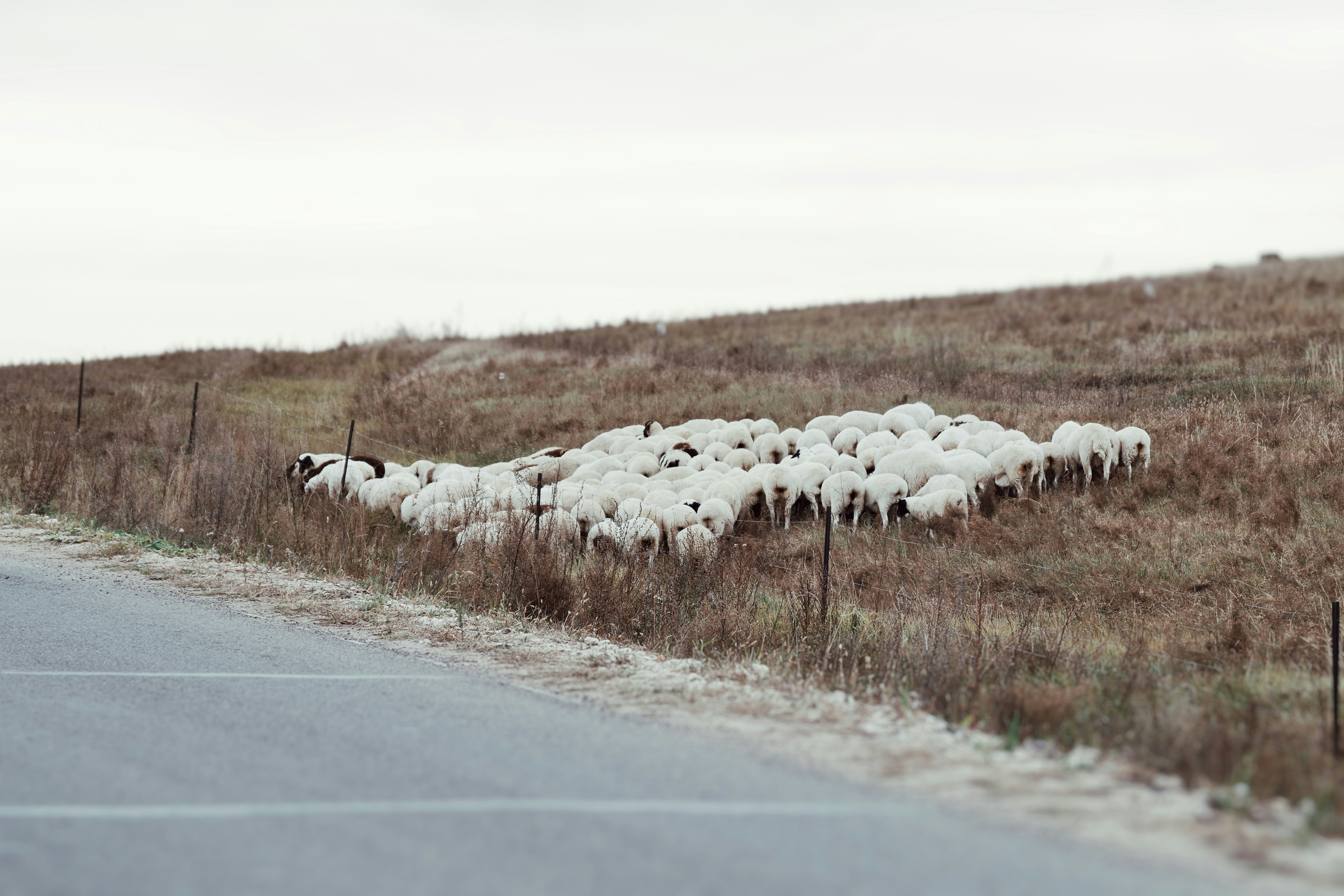 Herd by the Highway: A Quiet Gathering at the Field's Edge