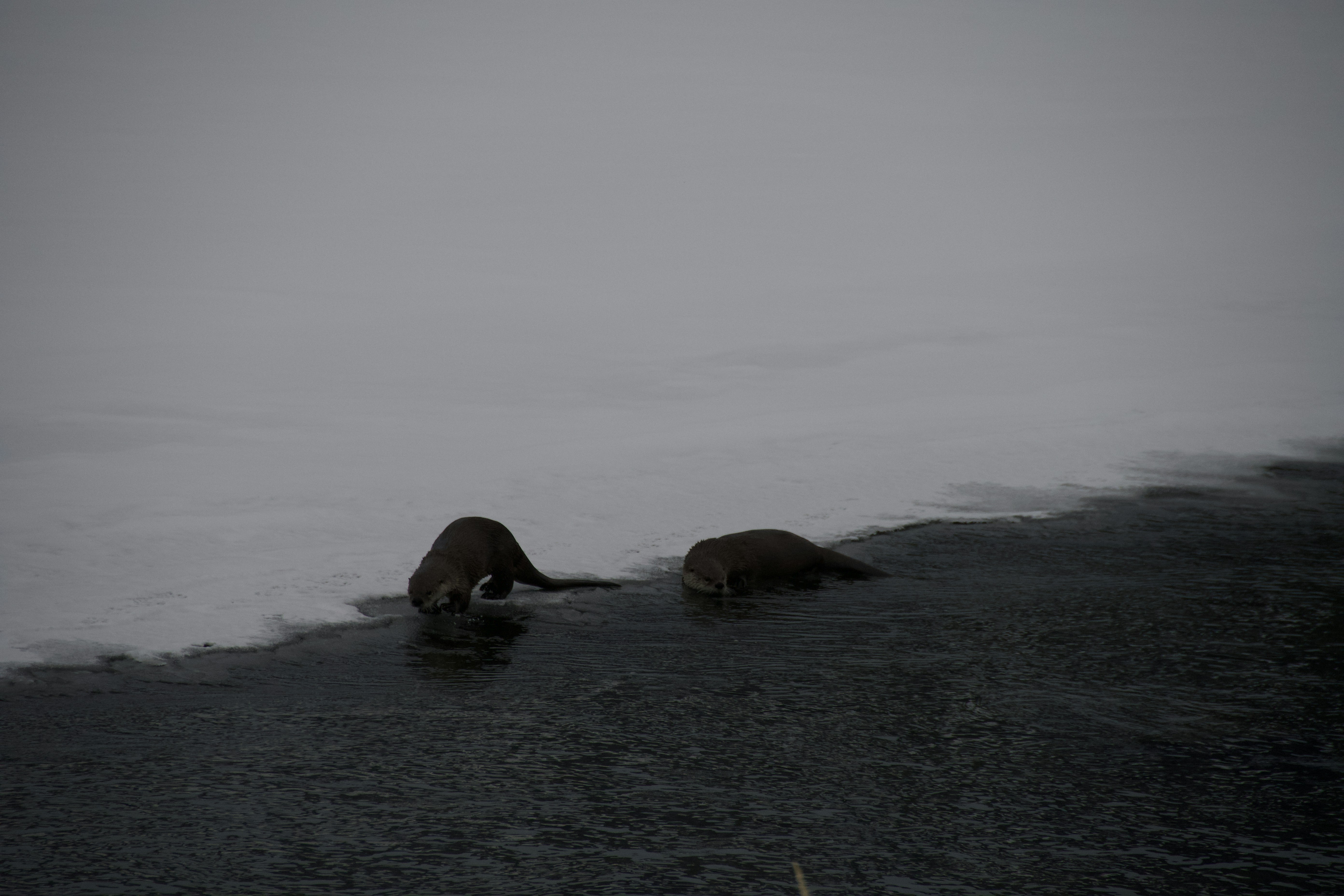 Dusk Edge: Two Seals at a Quiet Shore