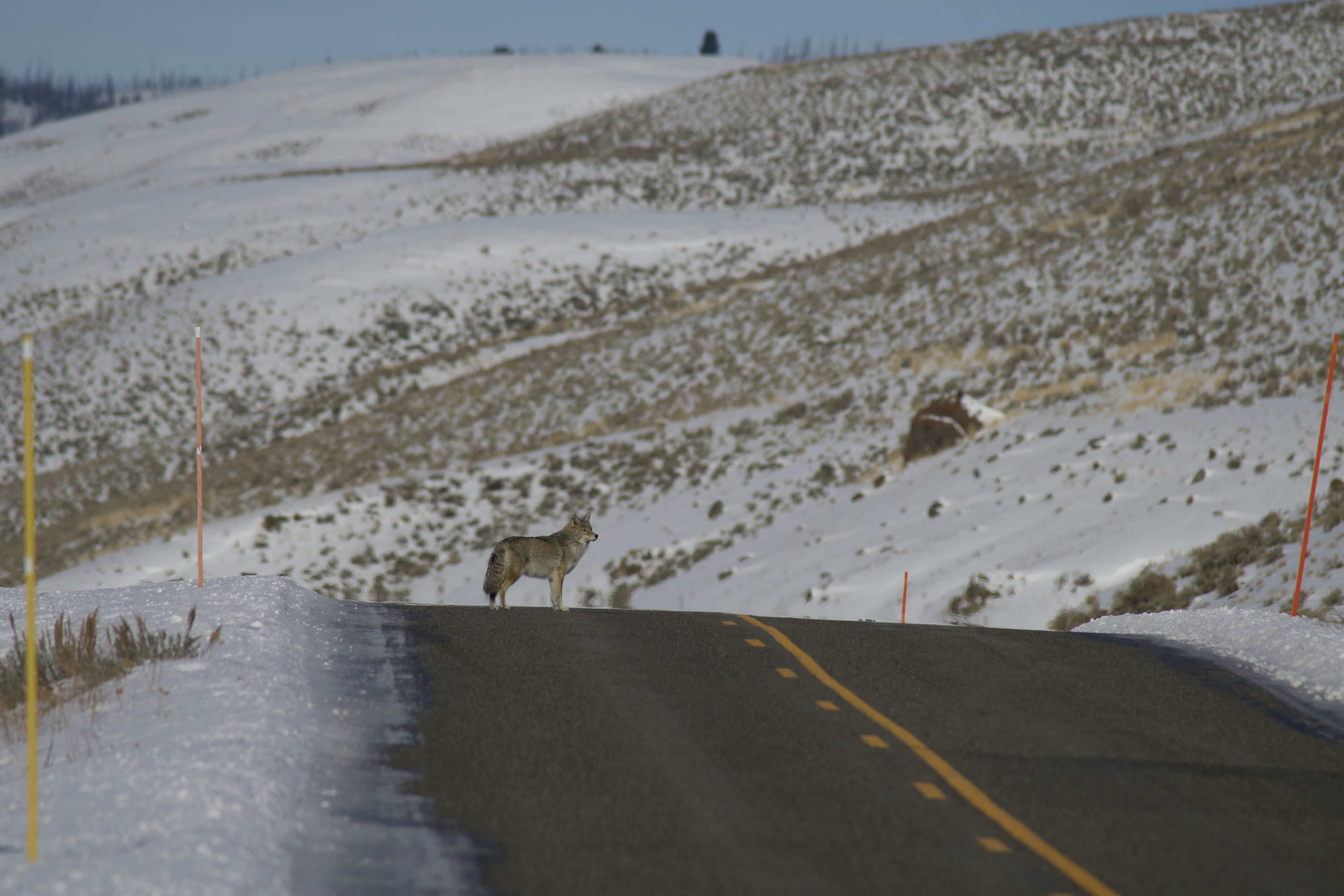 A lone wolf standing on the side of a road photo – Free Animal Image on ...