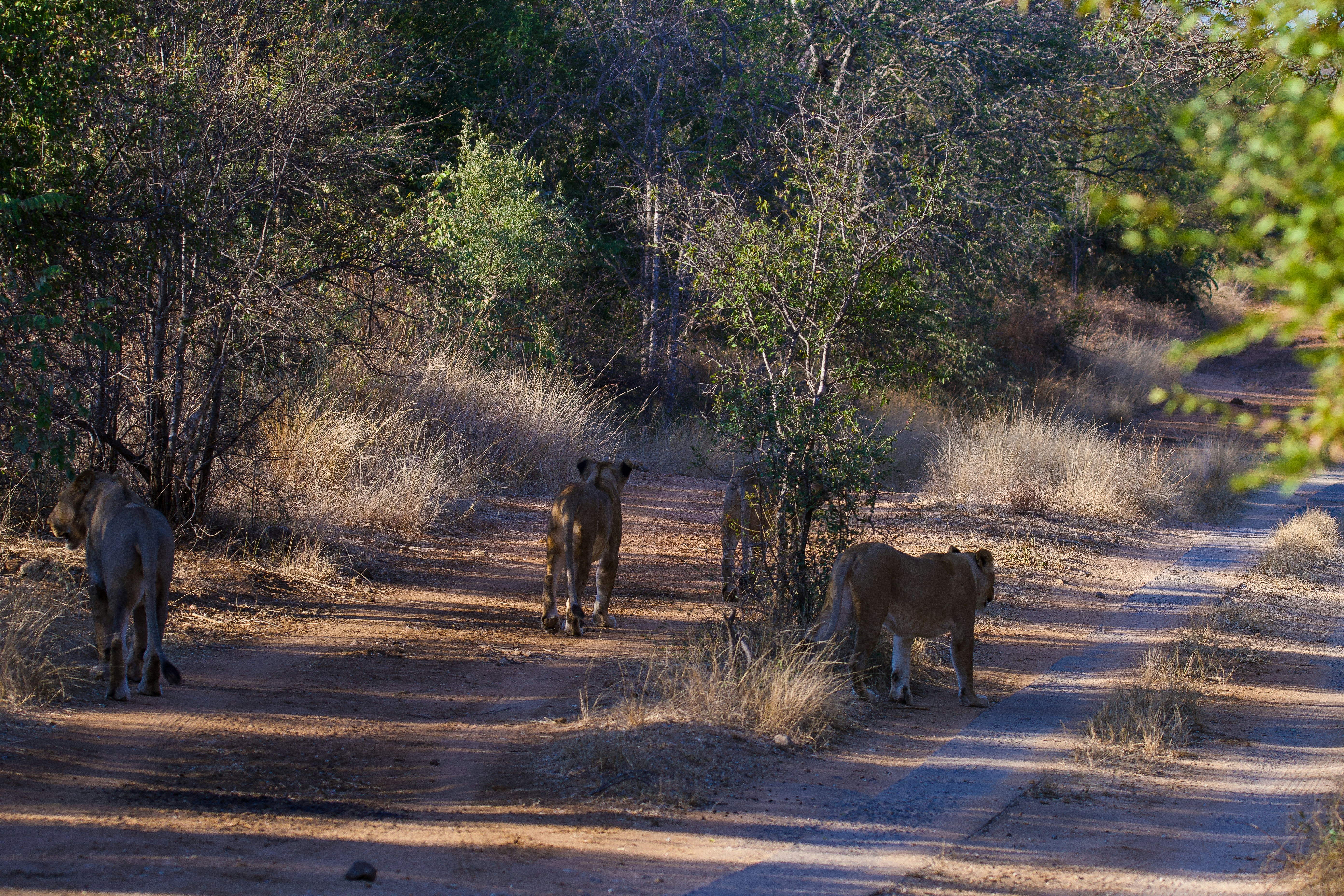 Dusty Savannah Stroll: Three Lions on a Warm-Wind Road