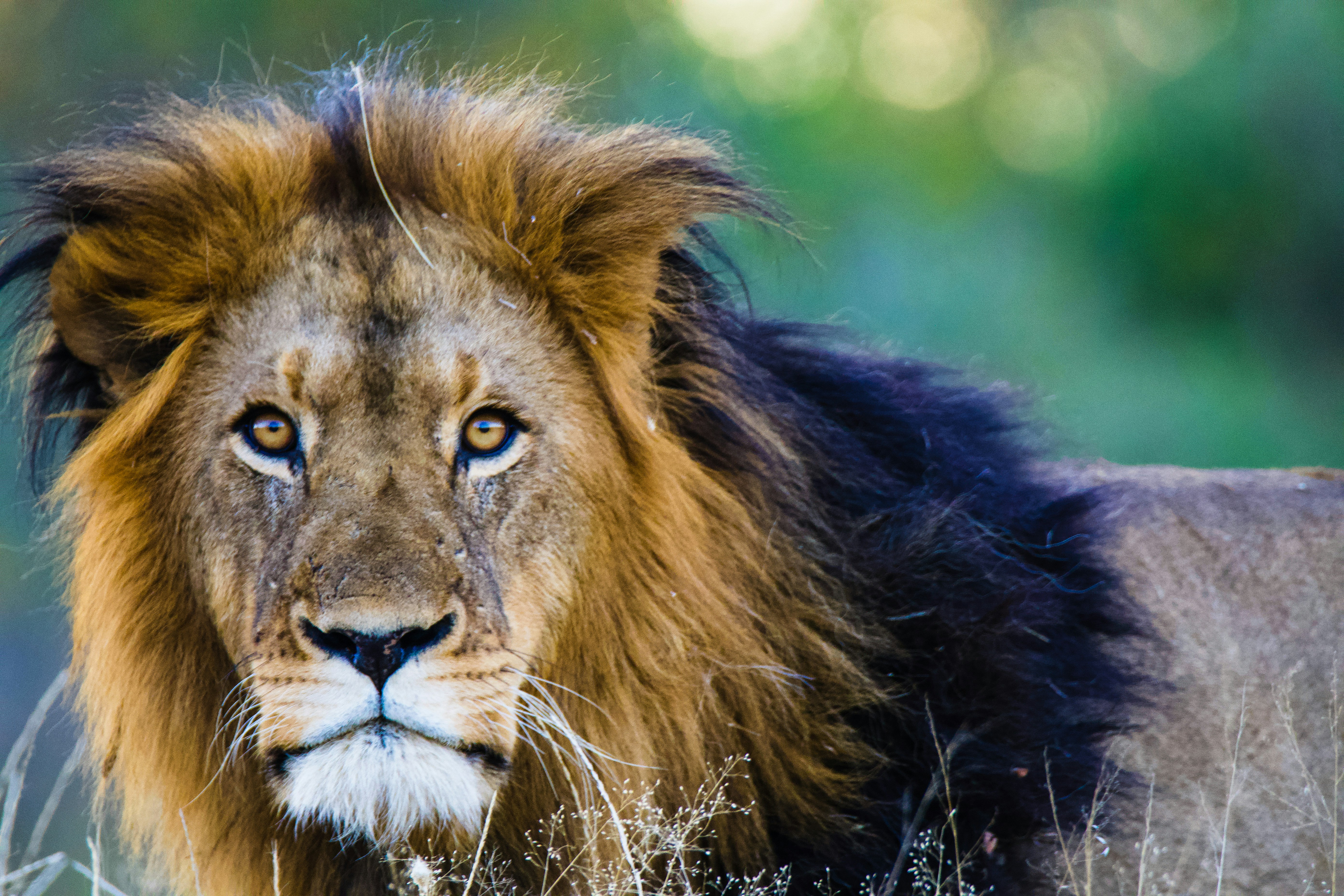 A close up of a lion in a field photo – Free Animal Image on Unsplash