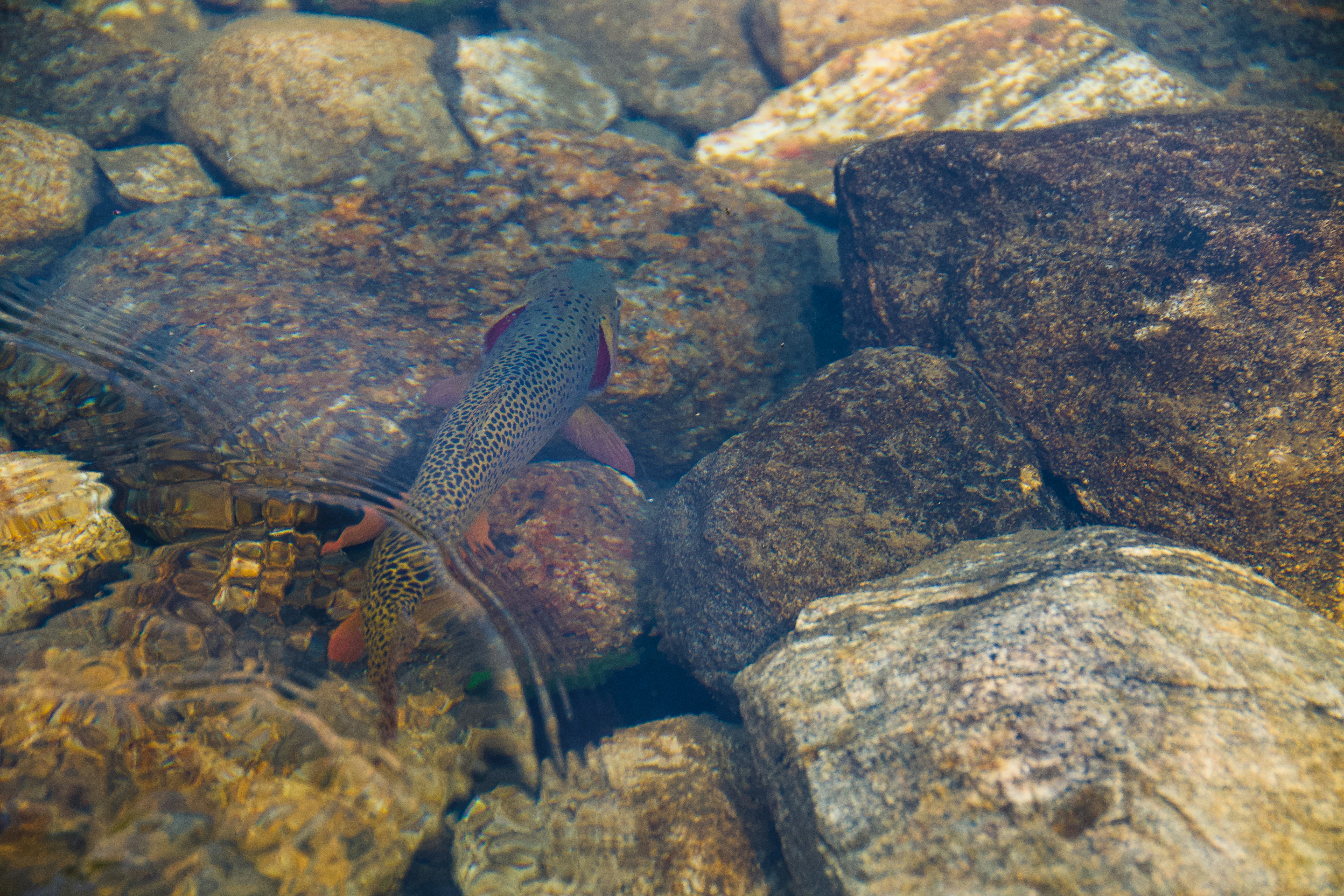 Un poisson qui nage dans l’eau photo – Photo Gris Gratuite sur Unsplash