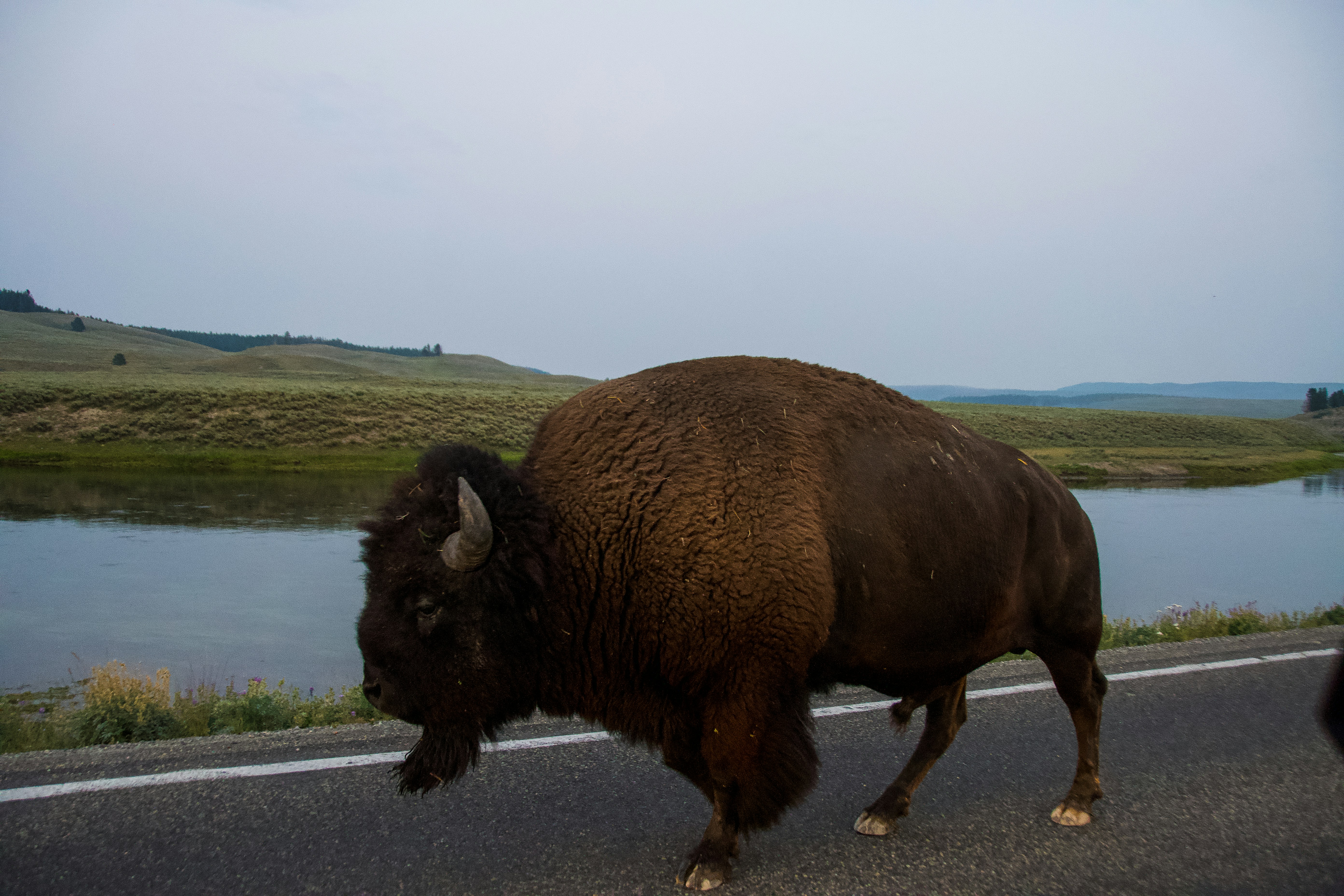 Un bison traverse la route devant un plan d’eau photo – Photo Le noir ...