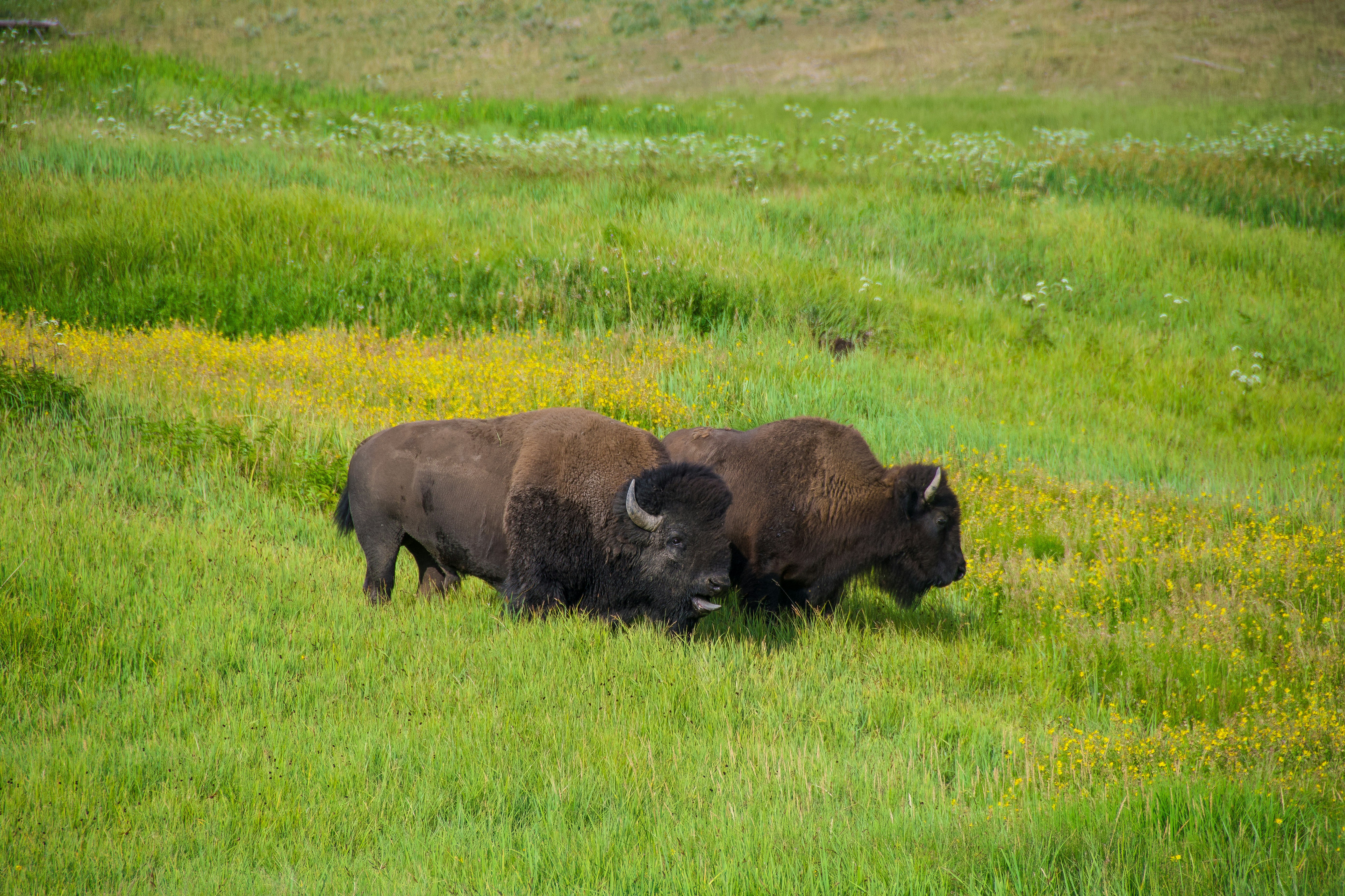 A couple of bison standing on top of a lush green field photo – Free ...