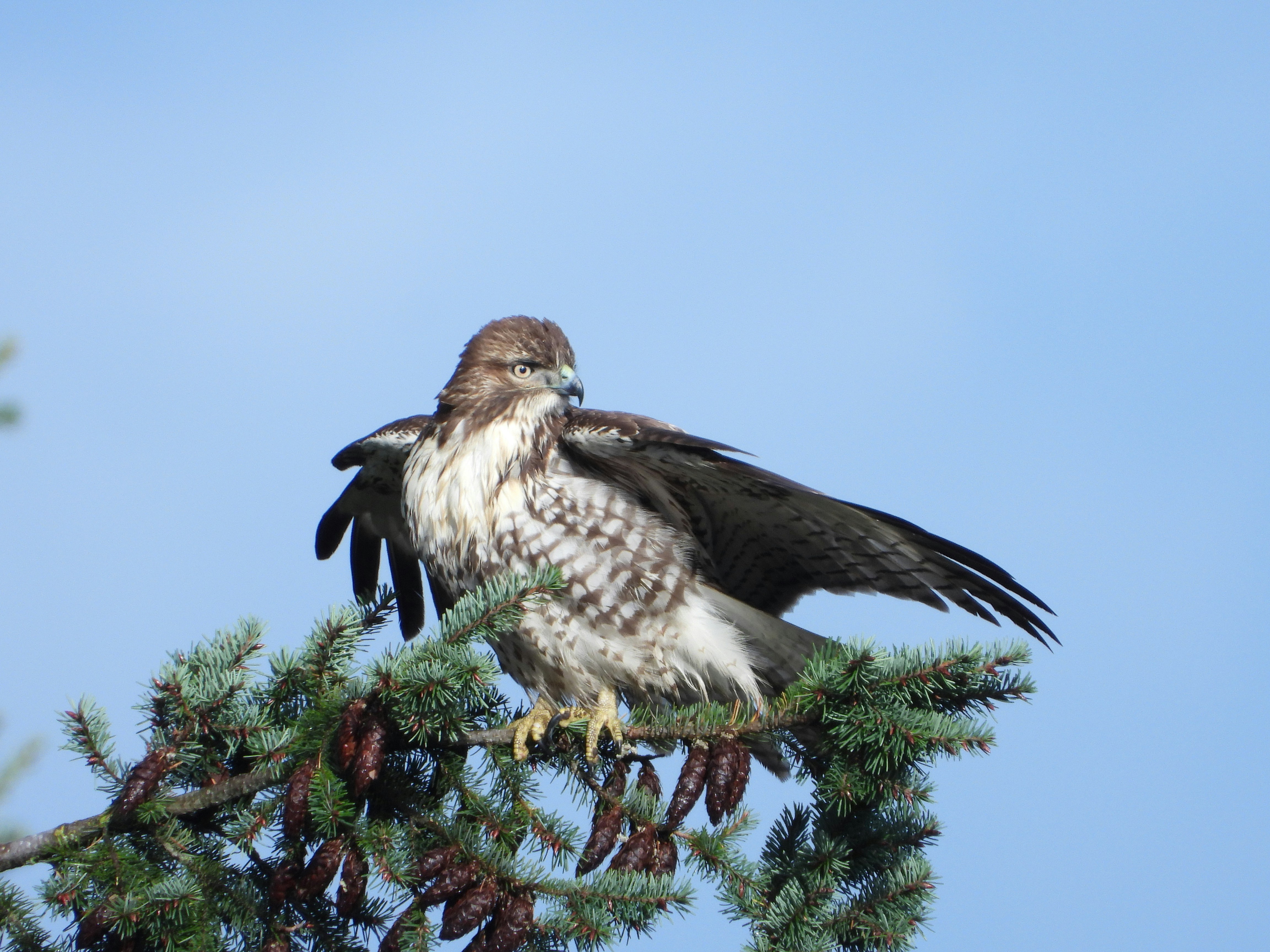 Raptor Perched: Intense Gaze Across a Pine-Needle Perch