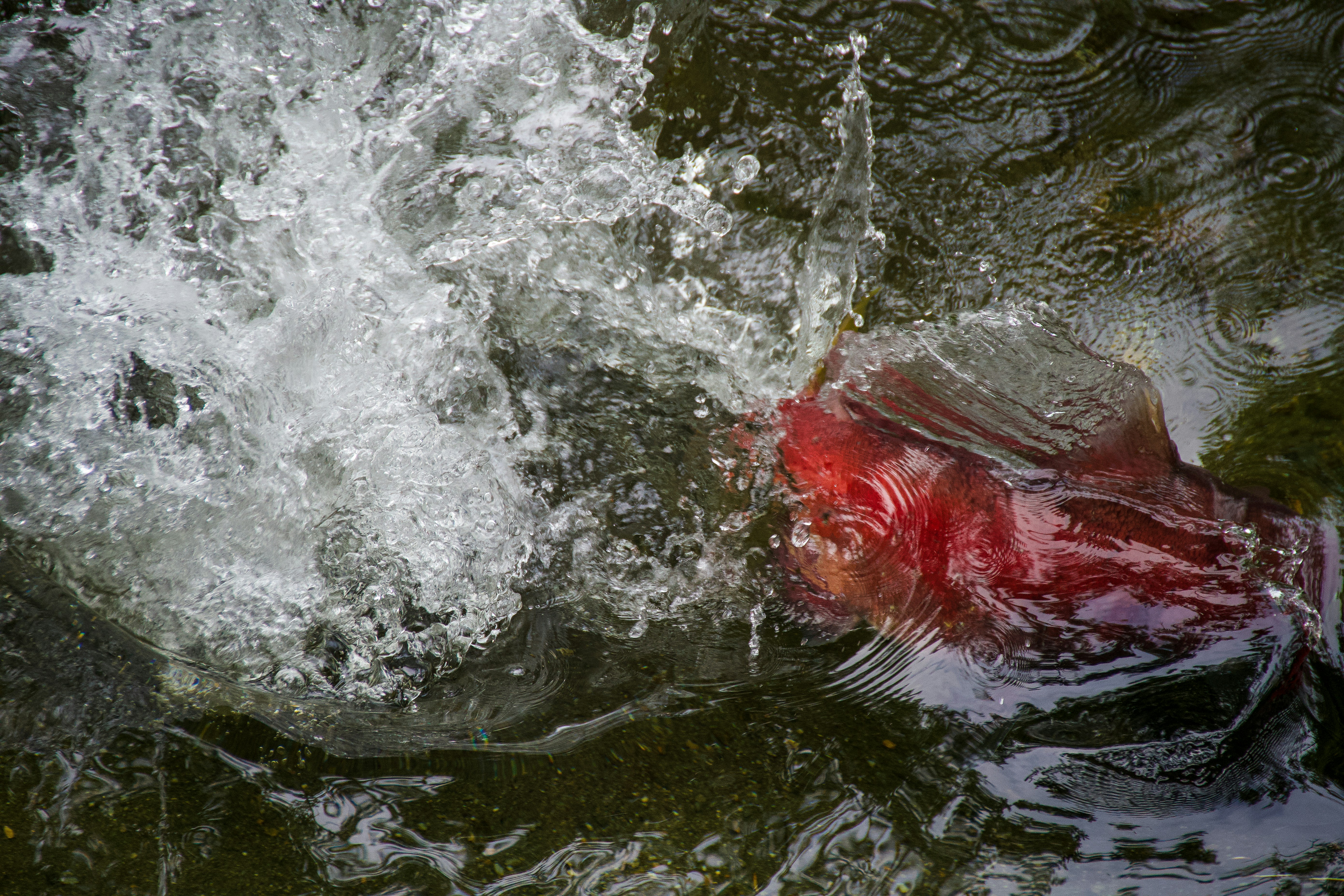 A red object floating in a body of water photo – Free Brown Image on ...
