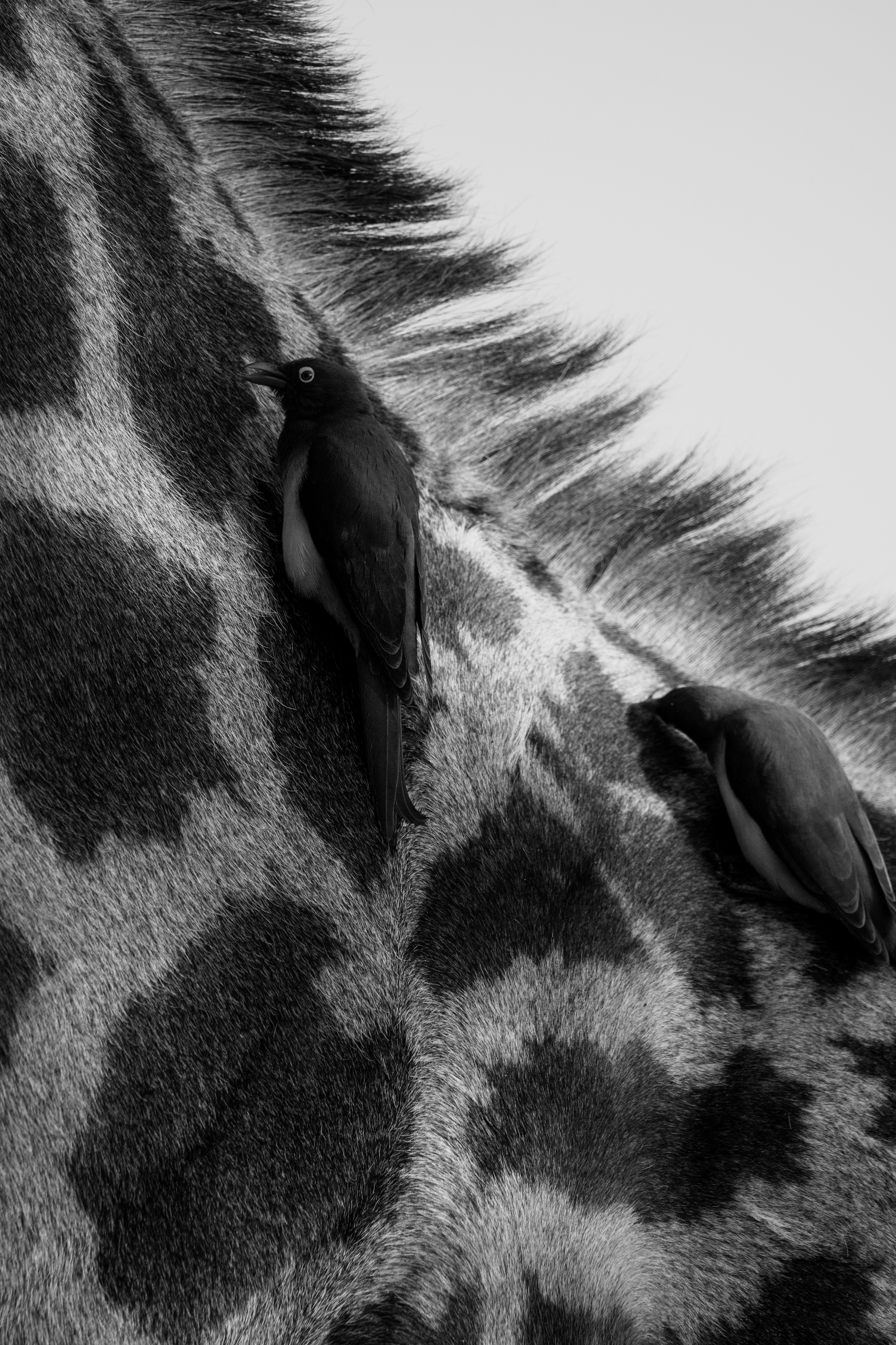 Sentinels on a Dappled Facade: Two Birds on a Giraffe-Patterned Surface