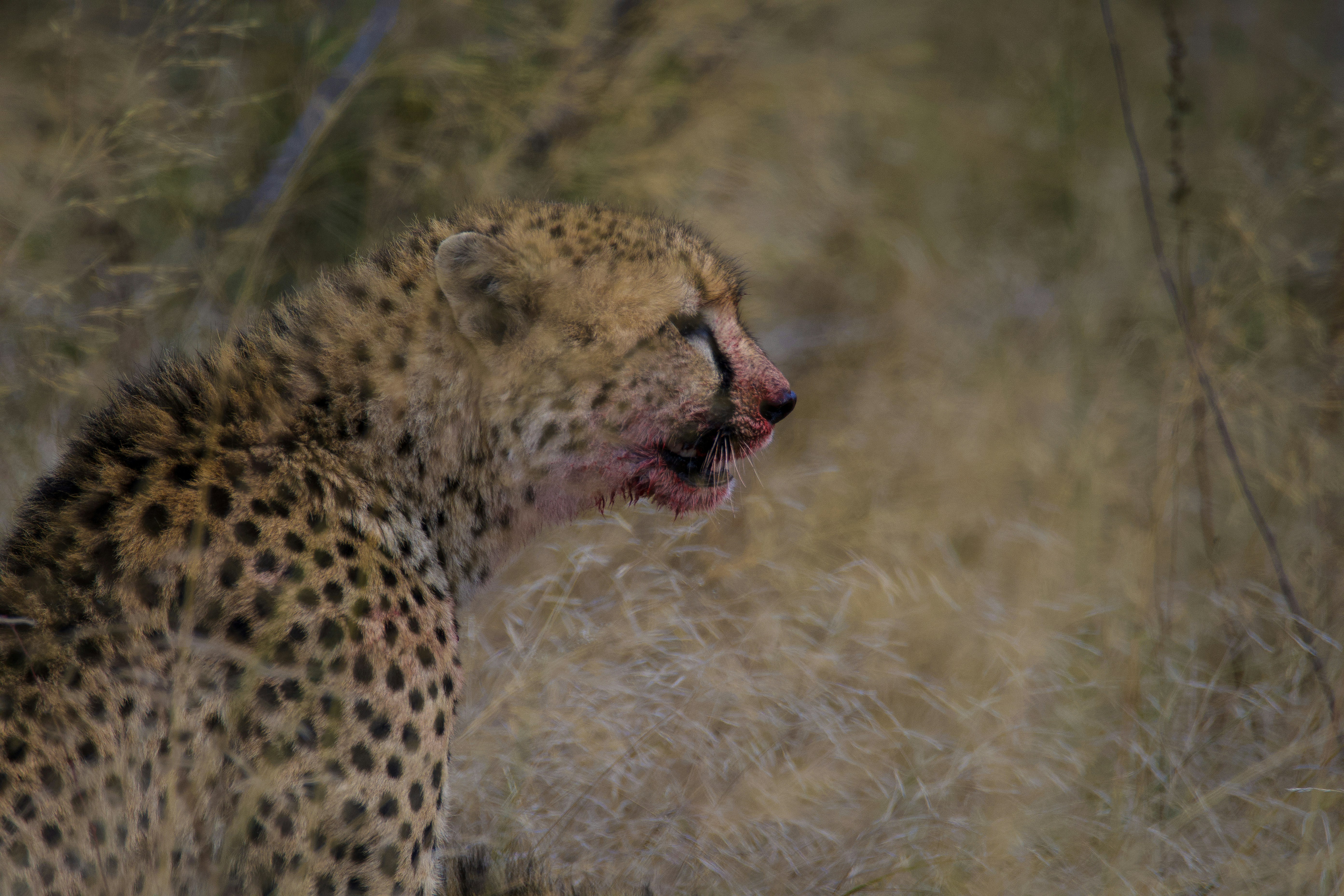 Echo in the Grass: A Leopard Cub's Quiet Gaze