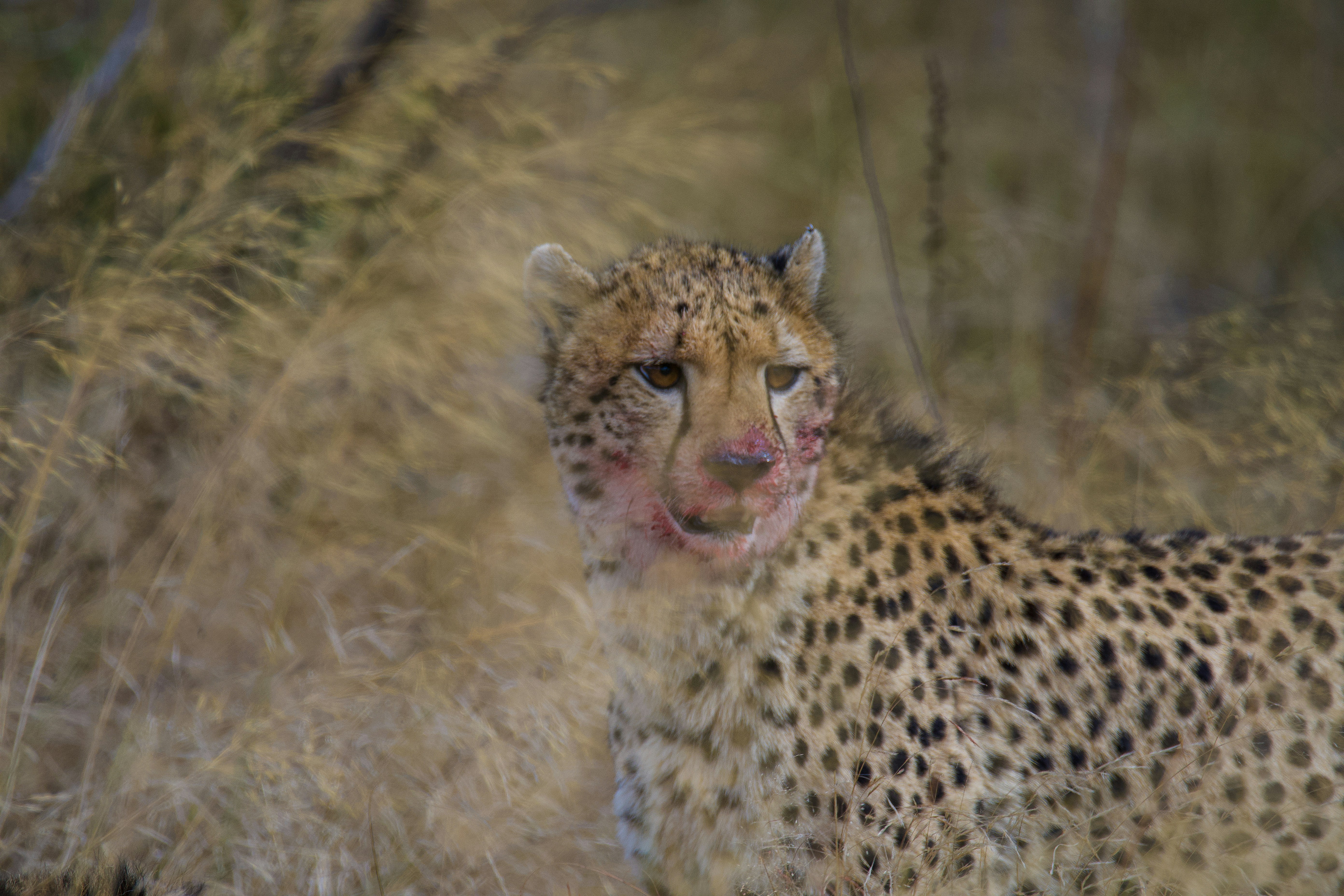 Cheetah Serenely Studying the Grasslands