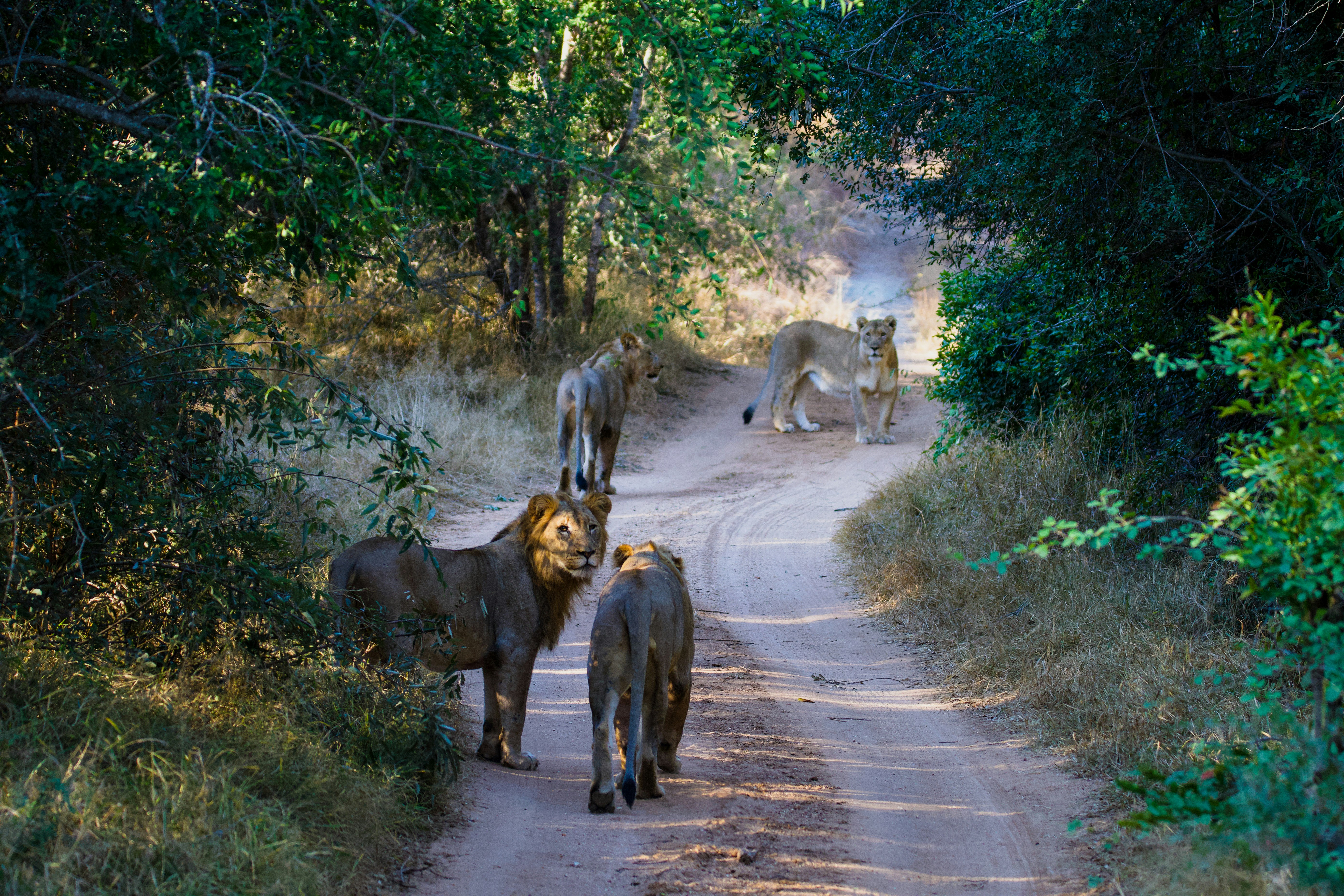 a group of lions walking down a dirt road