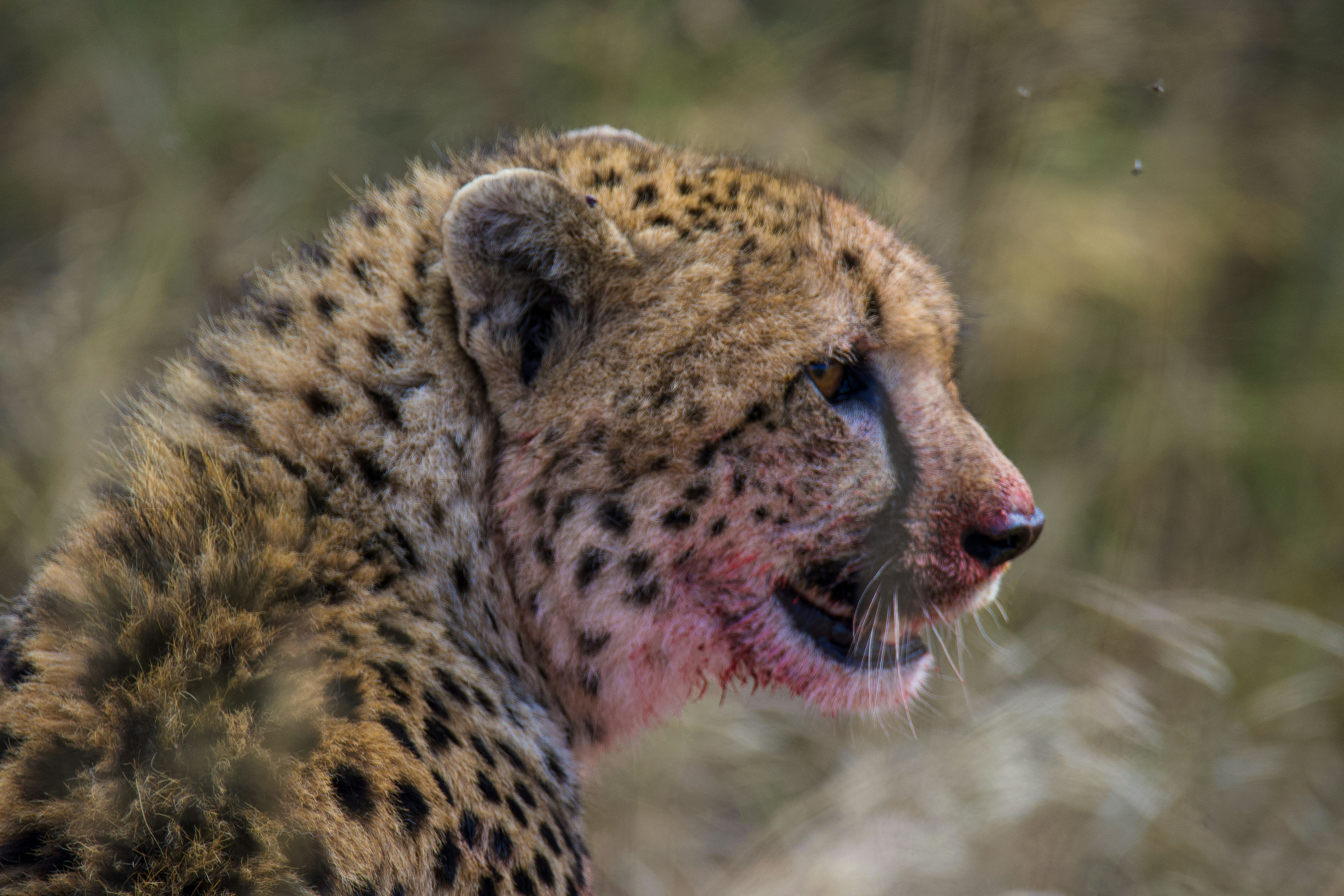 Leopard Profile: Velvet Fur and Quiet Gaze in Soft Grassland Light