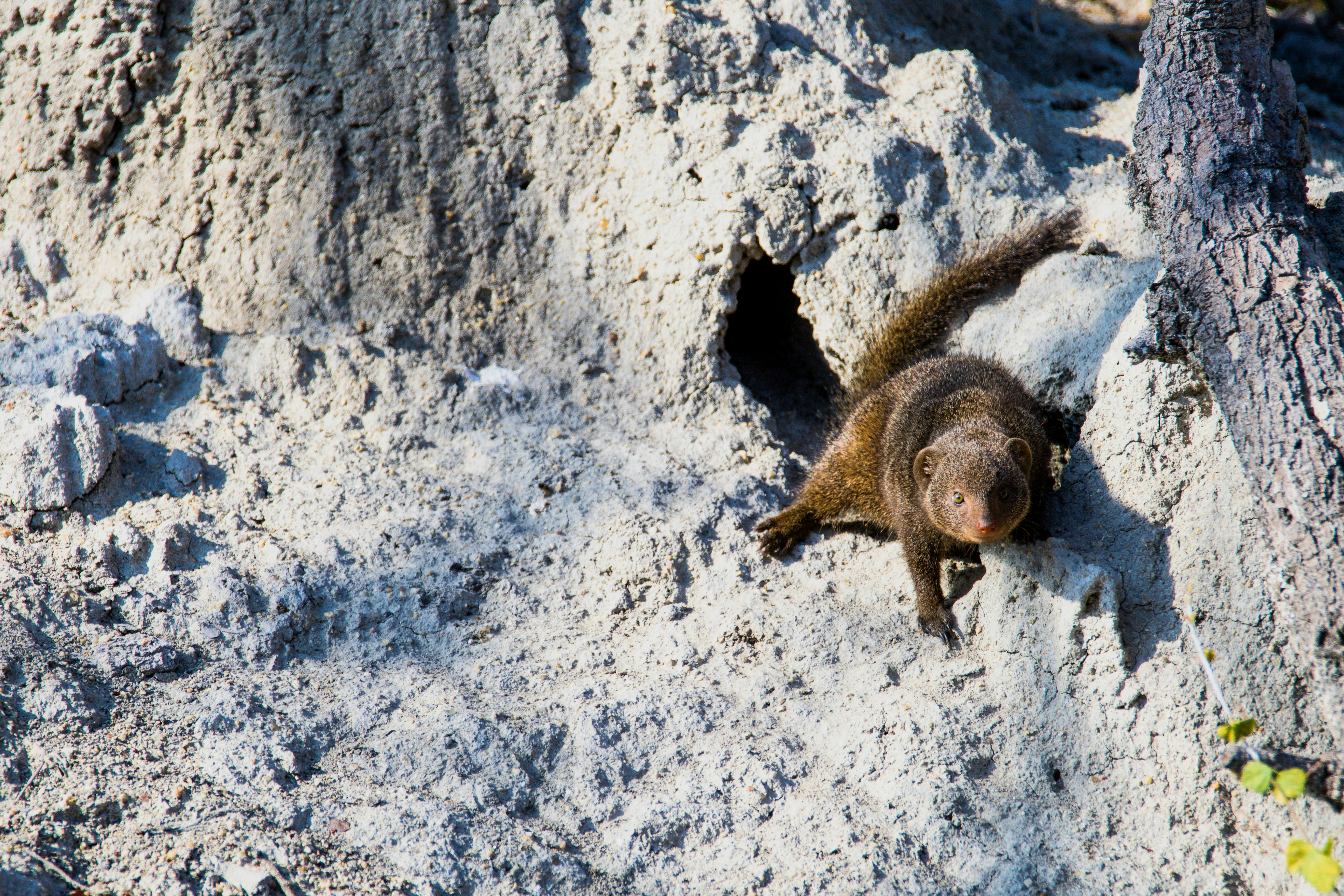 Rock Climbing Animals