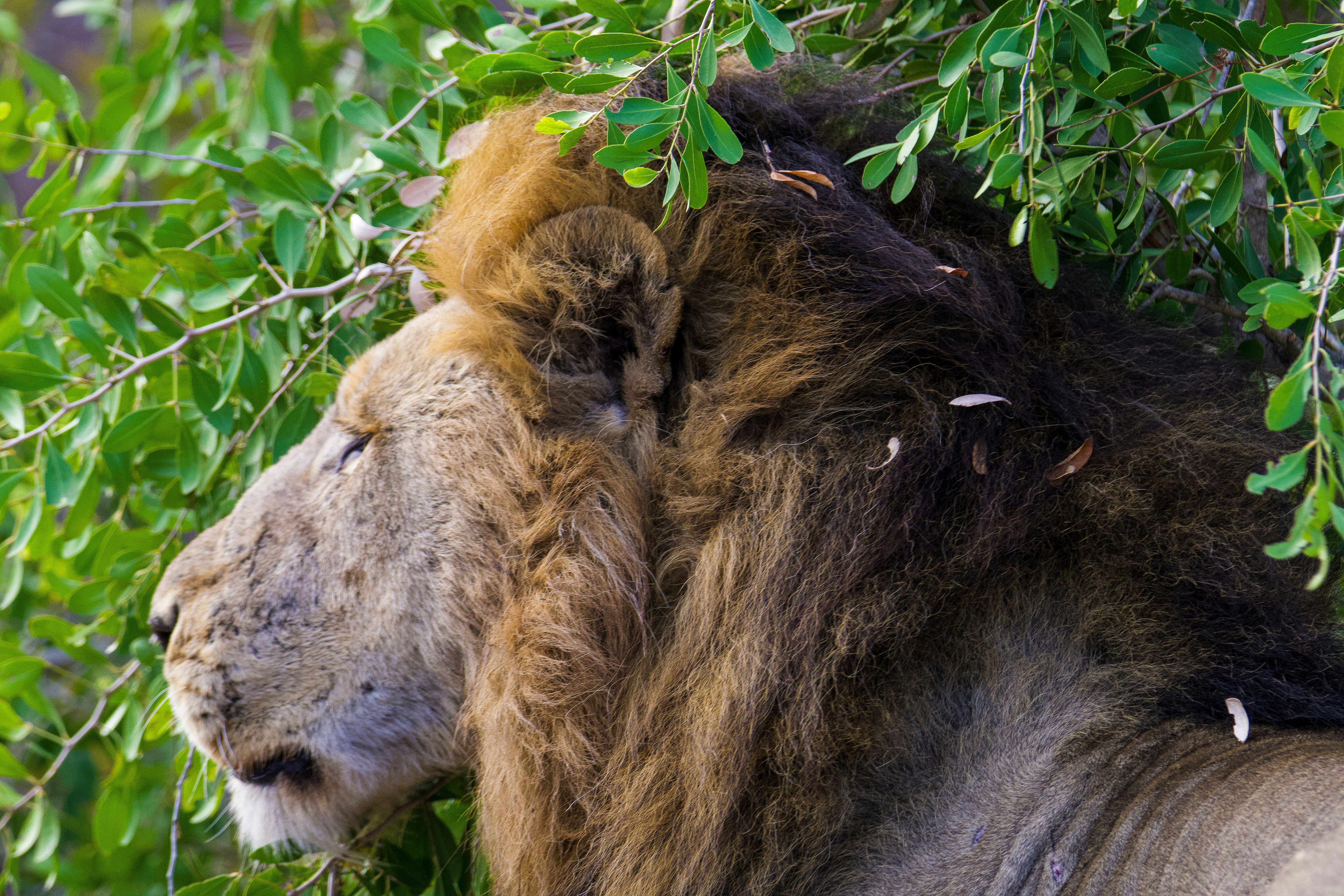 Mane in the Green: A Side Profile Amid a Leafy Canopy