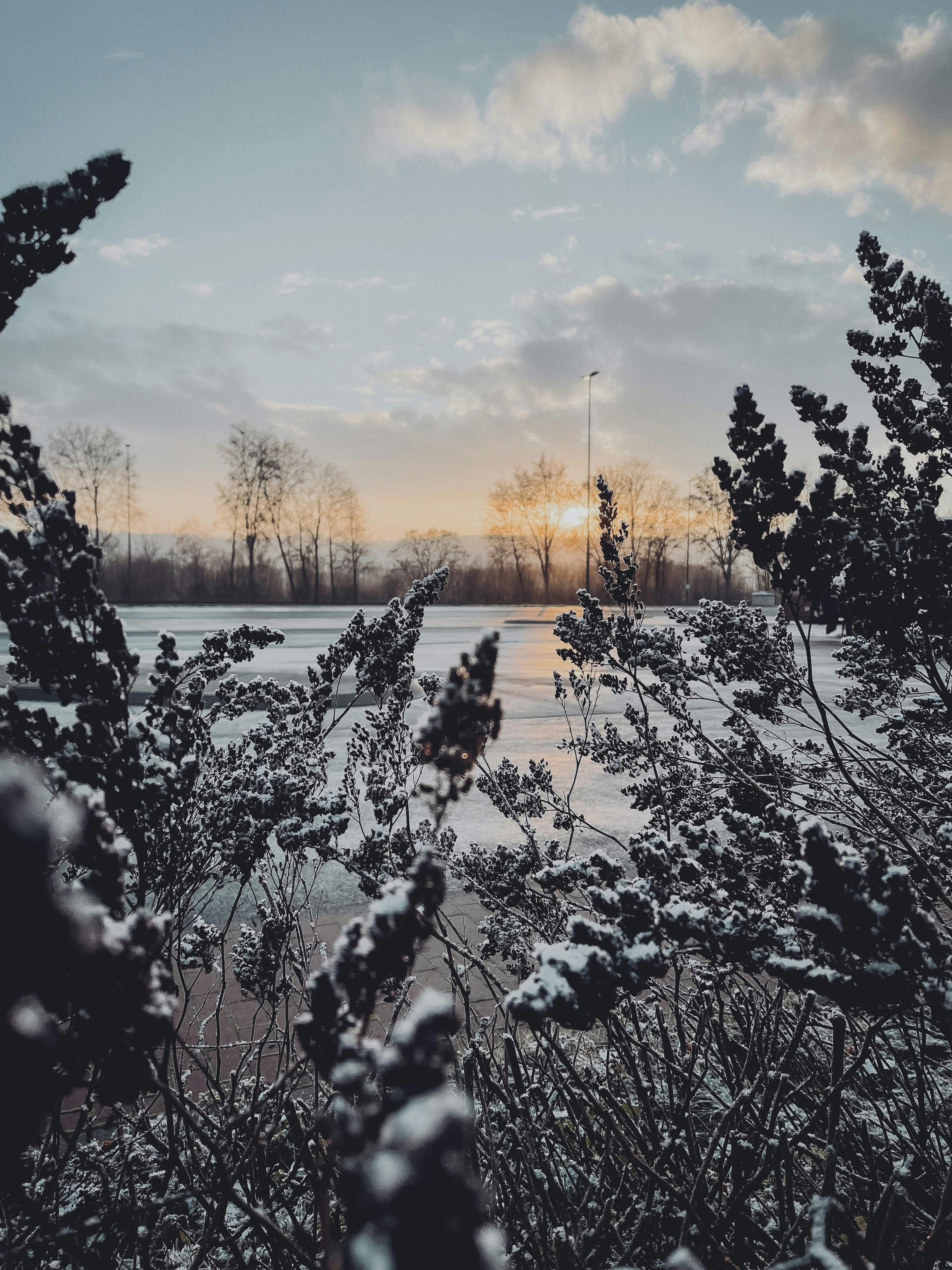 Winter's Embrace: A Silent Dawn