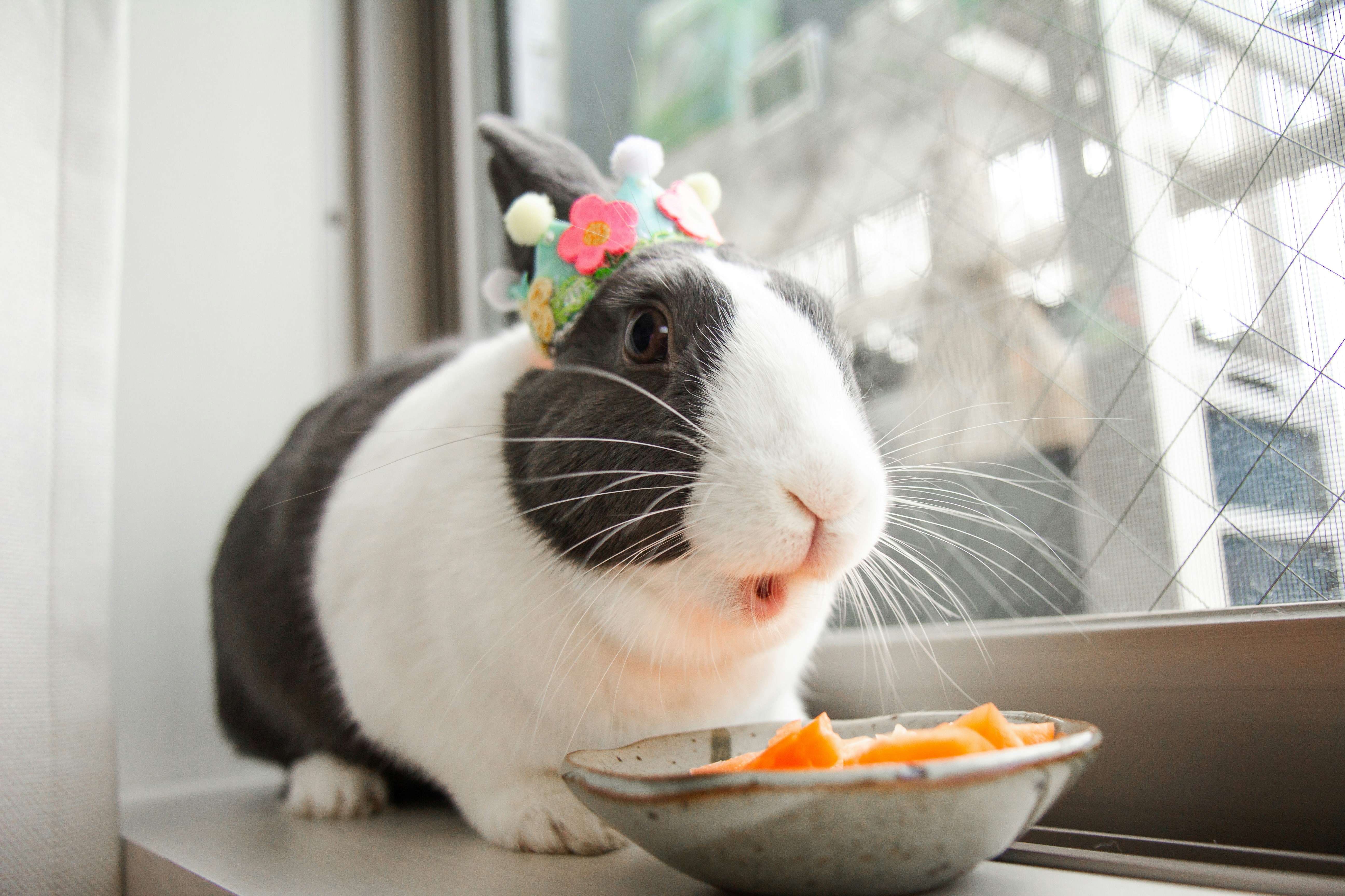 Flower Crowned Guinea Pig at a Sunlit Windowsill Snack Moment