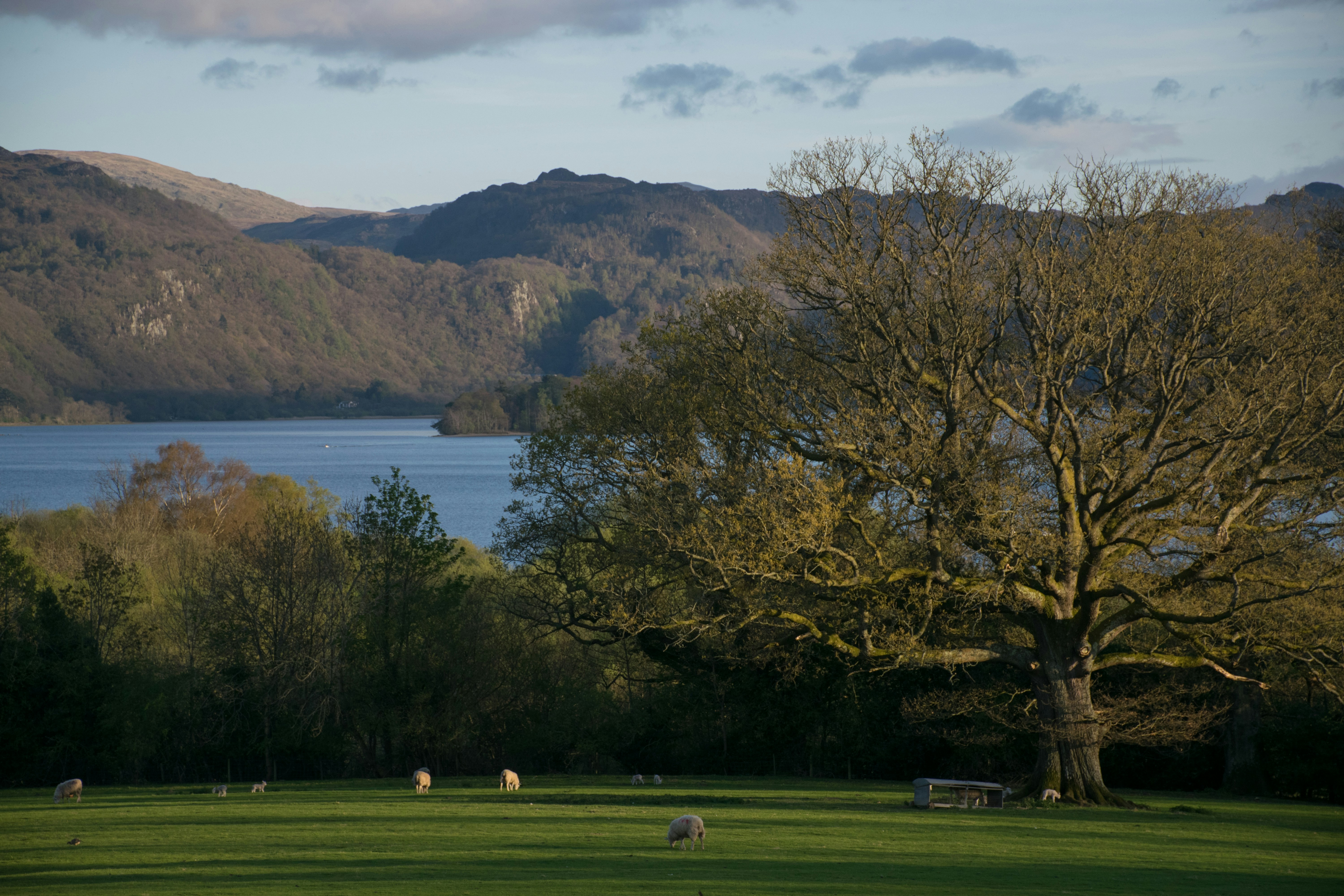 Sheep graze in a field by a lake, lit by the setting sun