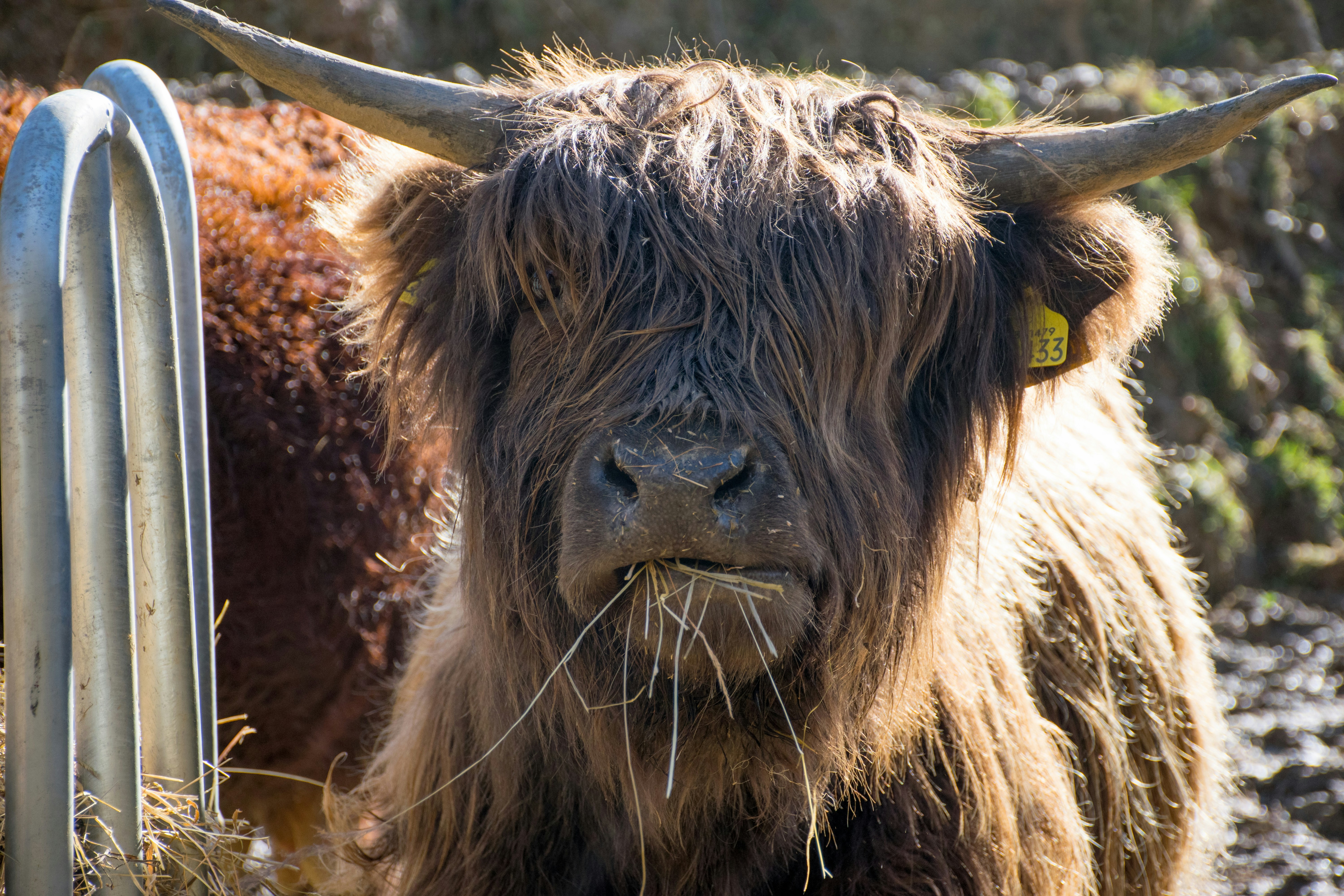A close up of a yak near a fence photo – Free Cornwall Image on Unsplash
