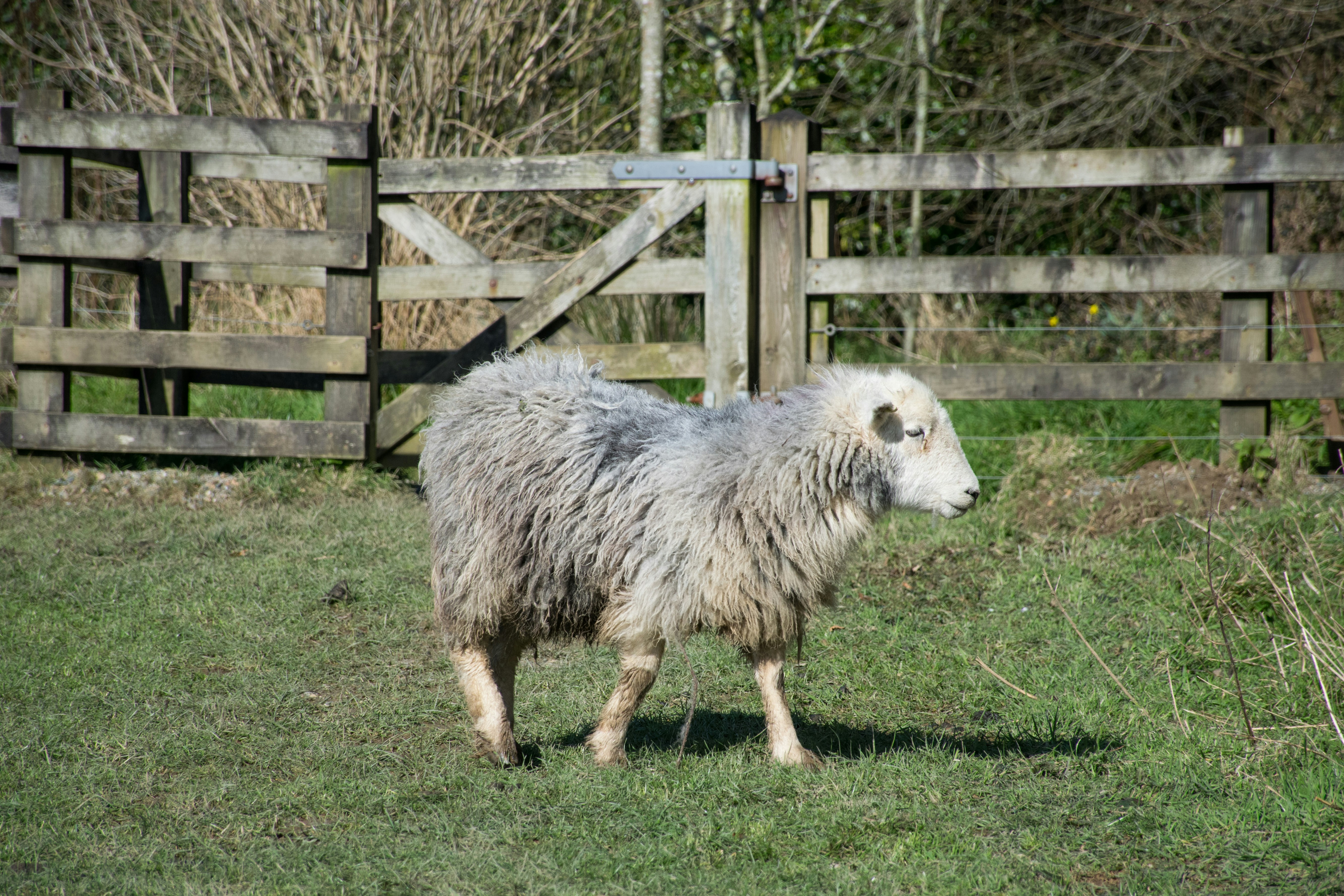 Pasture Sentinel: A woolly wanderer by a weathered fence