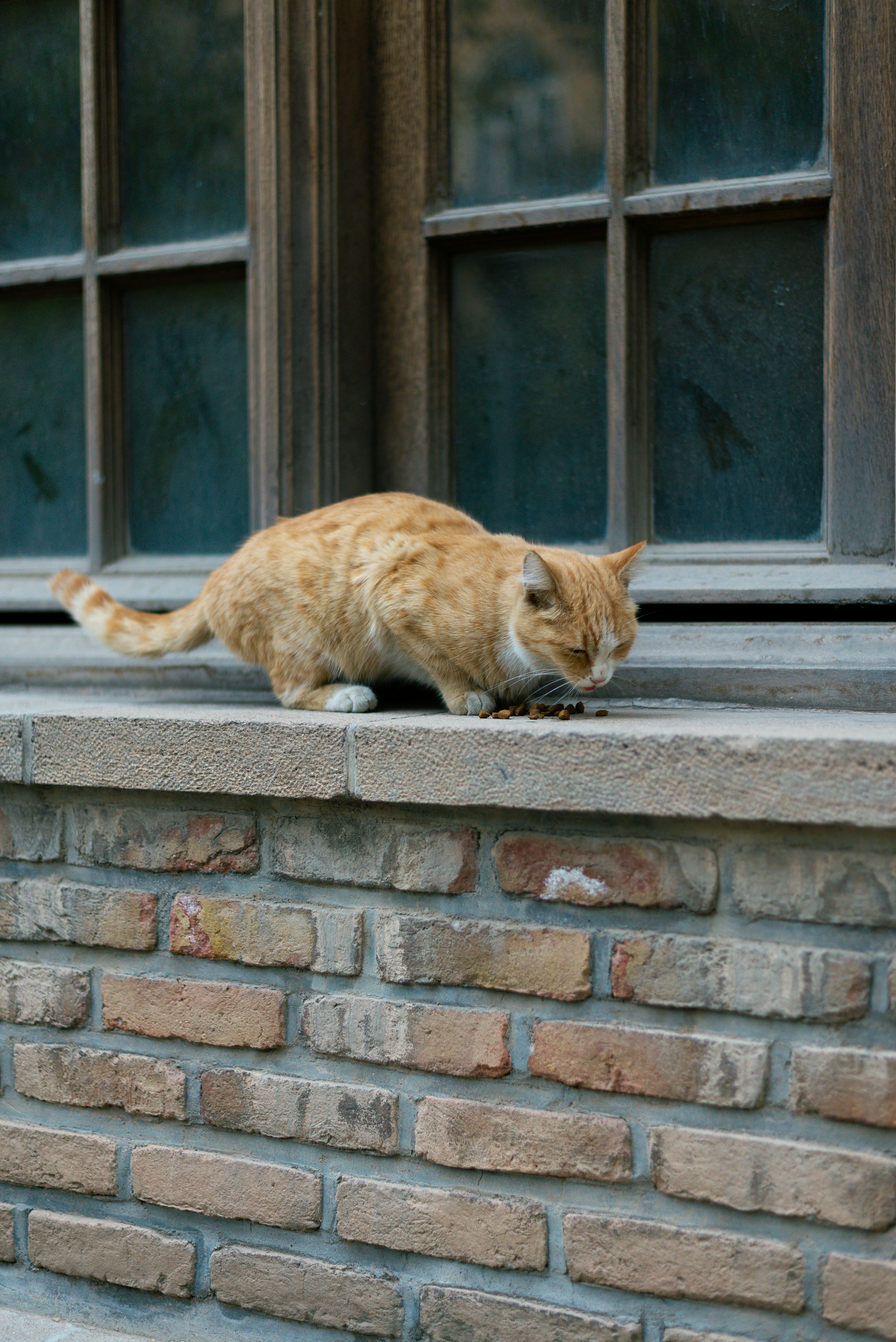Ginger on the Ledge: a Quiet Moment by a Weathered Window