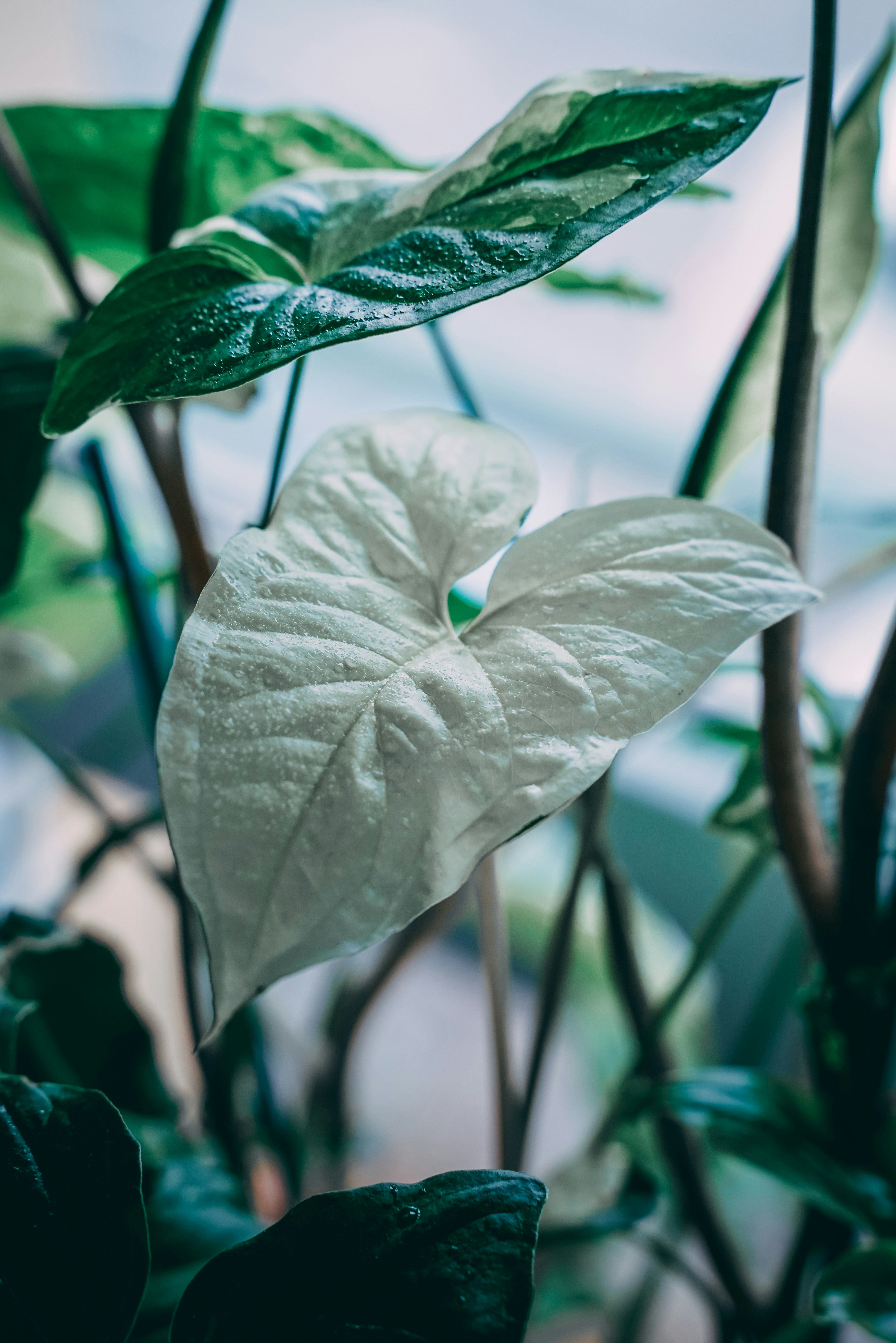 Luminous White Leaf: A Quiet Close-Up Amid Green Veins