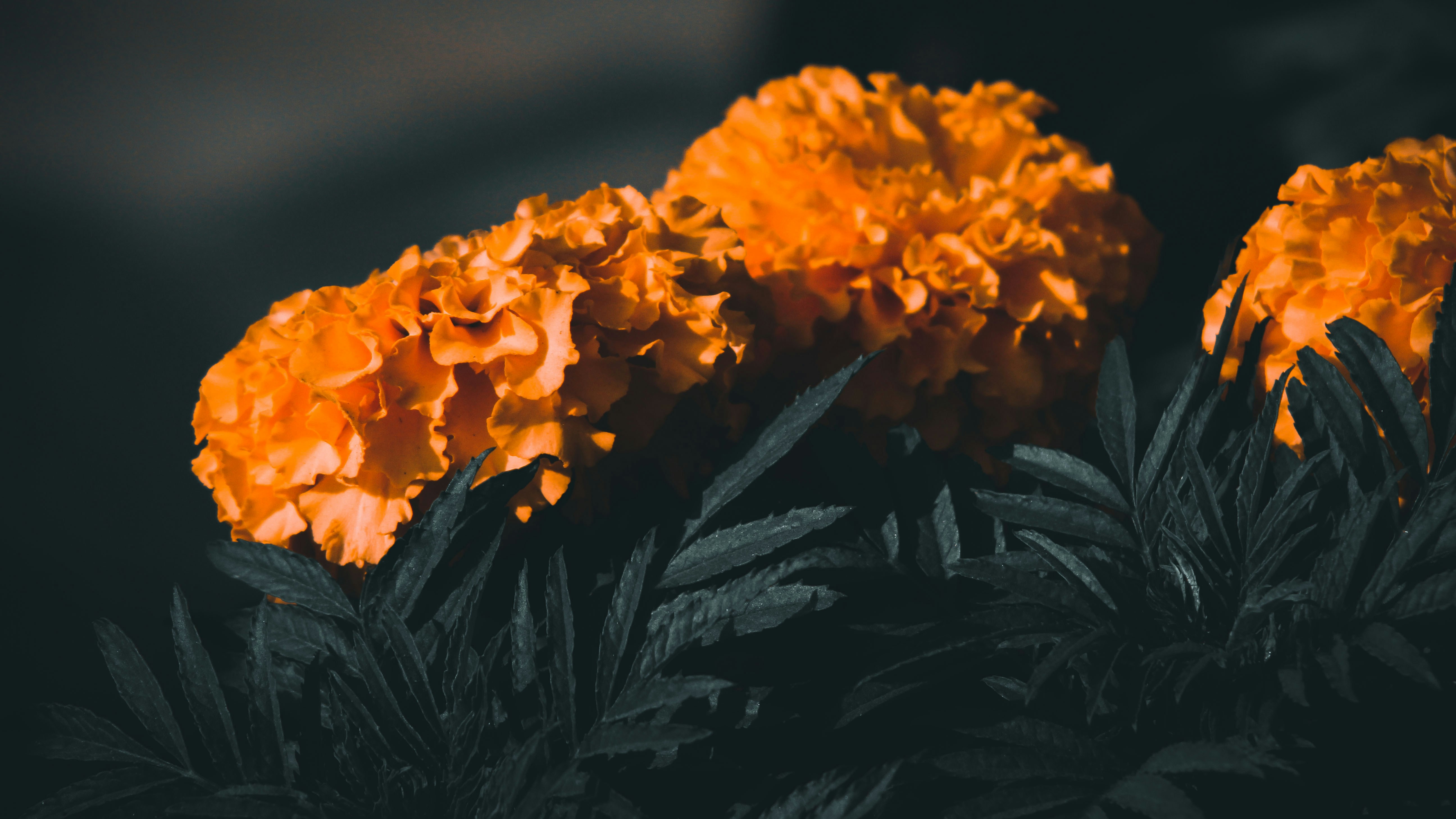 Amber Marigolds in a Velvet Foliage Frame