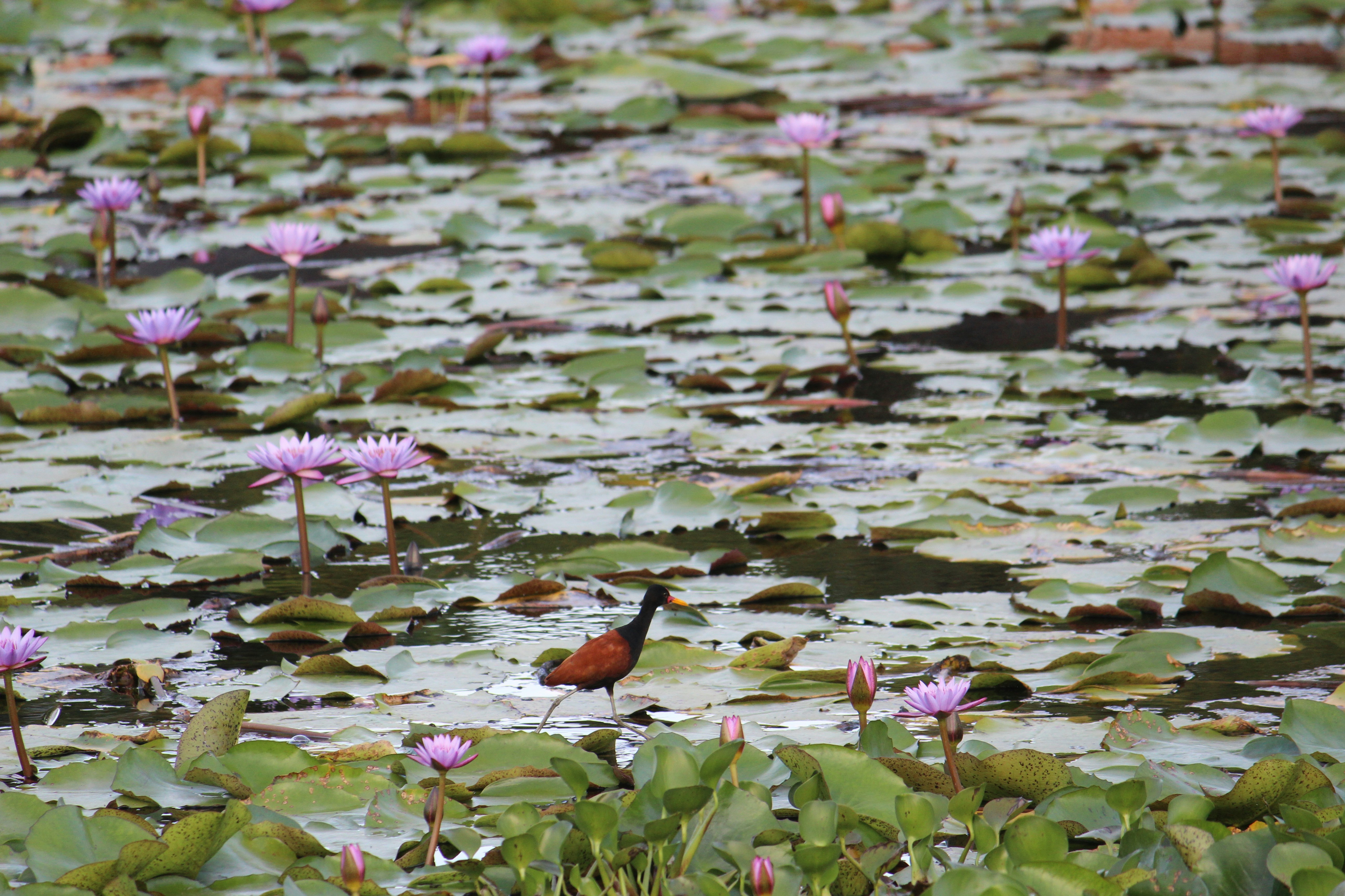 A brown bird foraging among vibrant pink water lilies in a serene marshland setting.