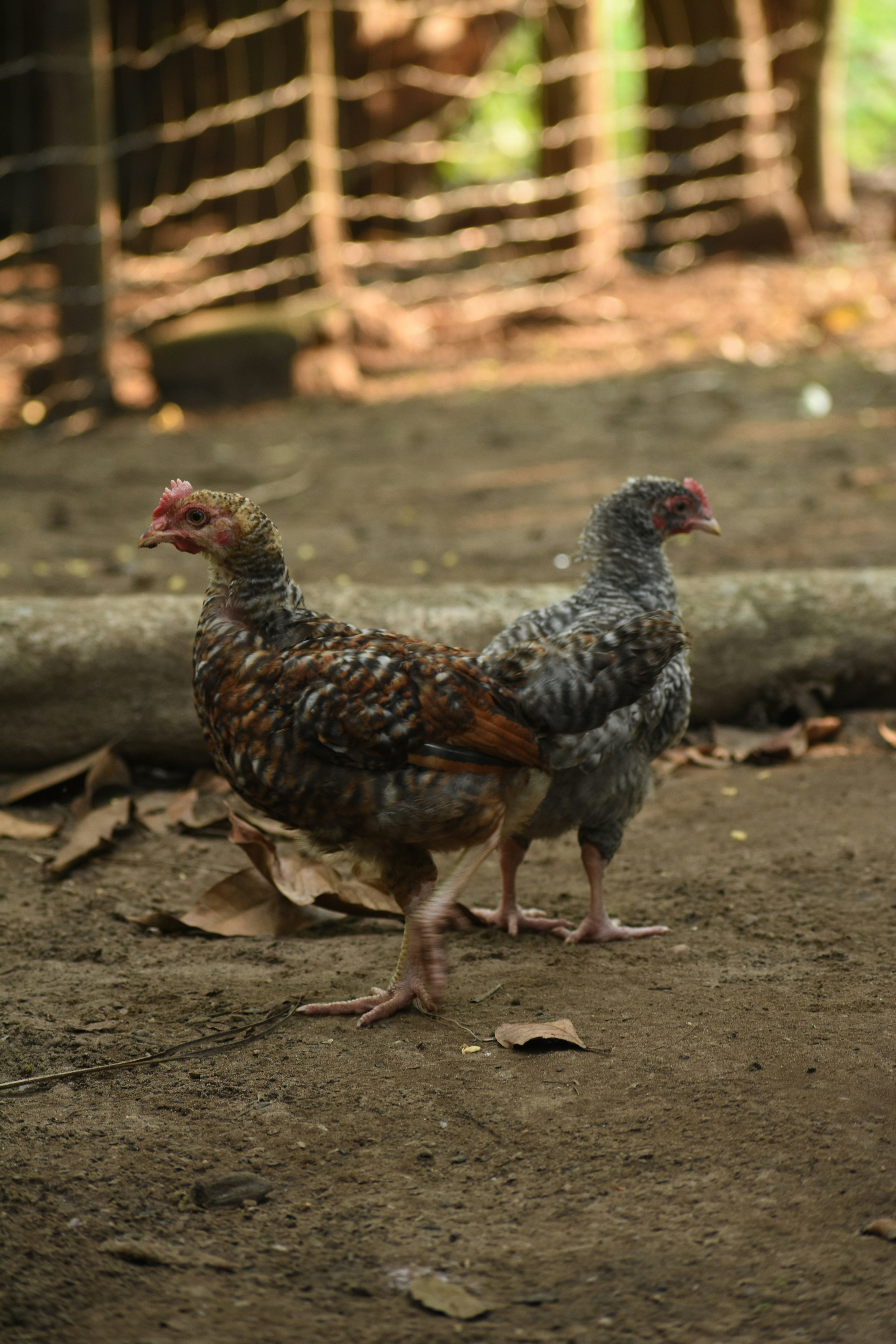 a couple of chickens standing on top of a dirt field