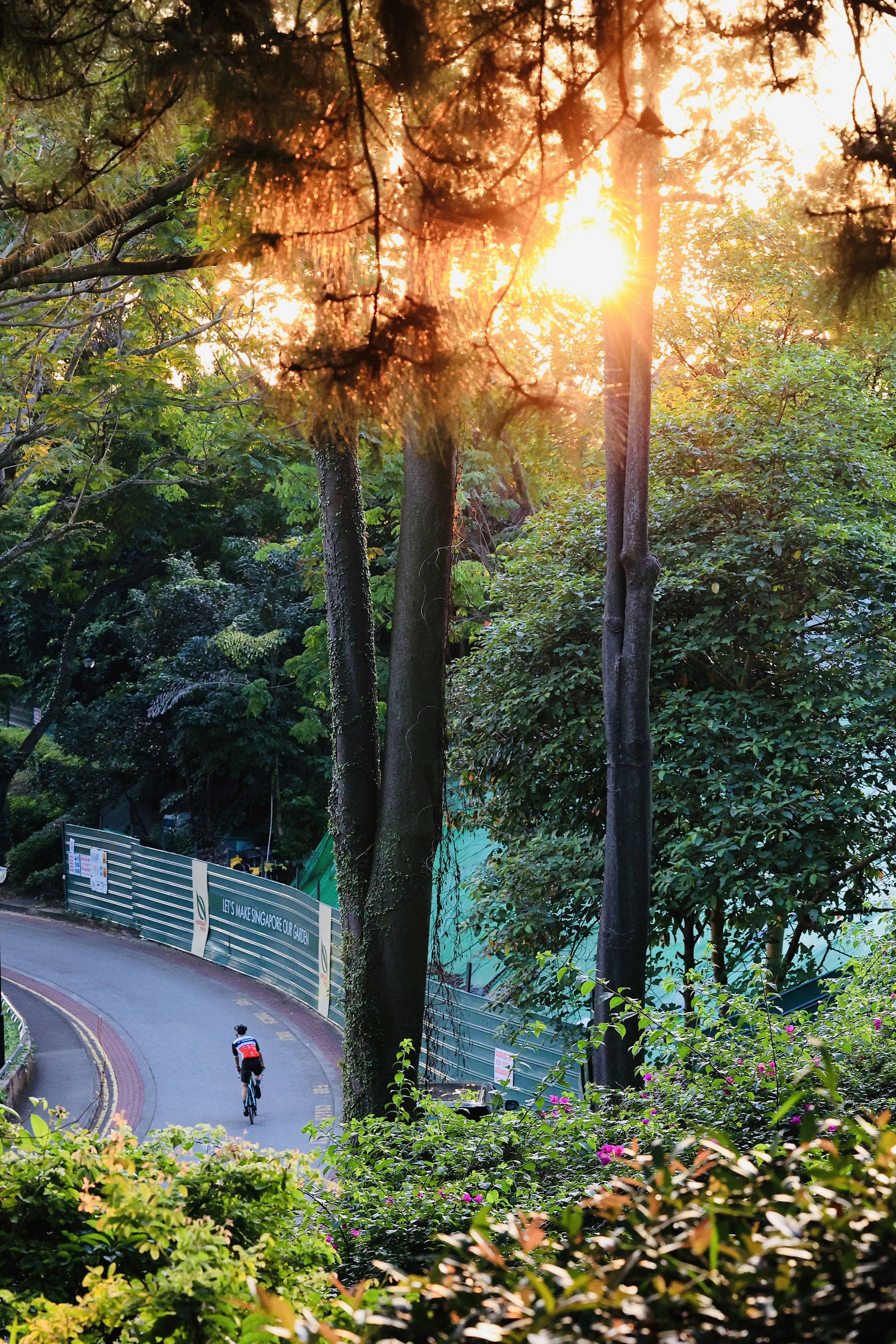 Sunlit Bend: A Lone Cyclist Threads Through the Forest Curve
