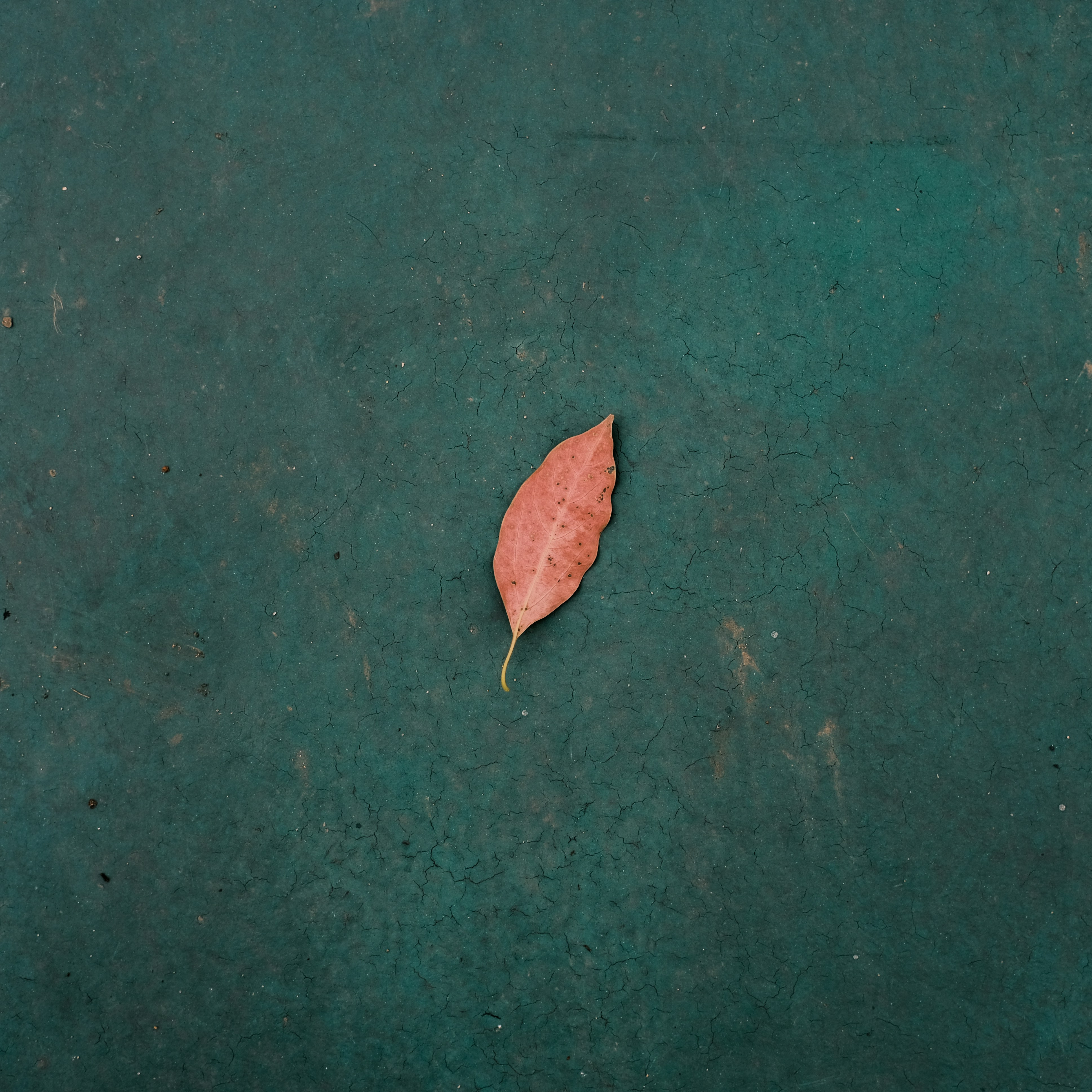 a single leaf laying on a green surface