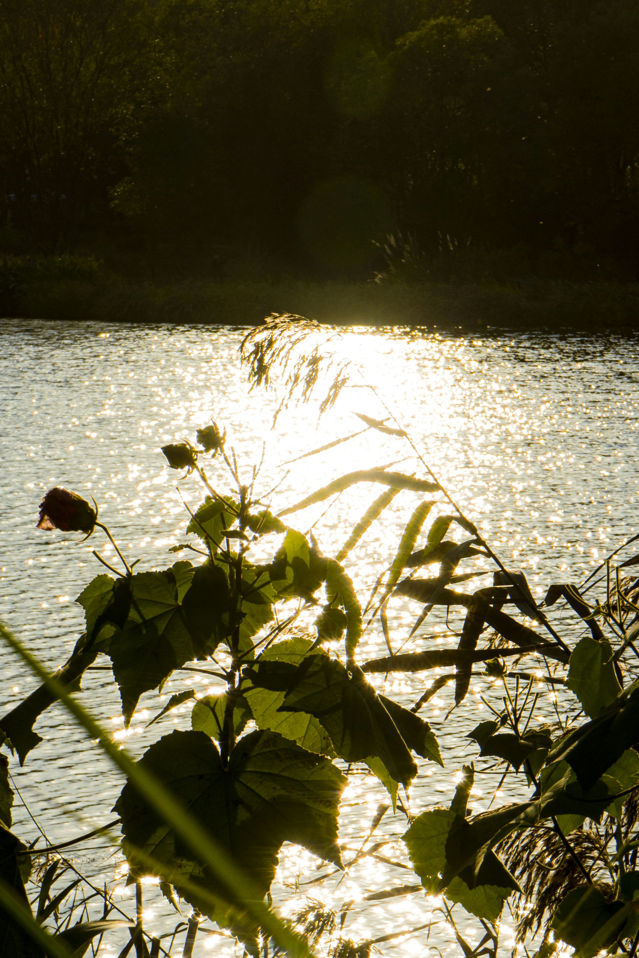 Sunlight glimmers on a tranquil water surface, framed by silhouetted foliage and a single rose, creating a peaceful natural scene.