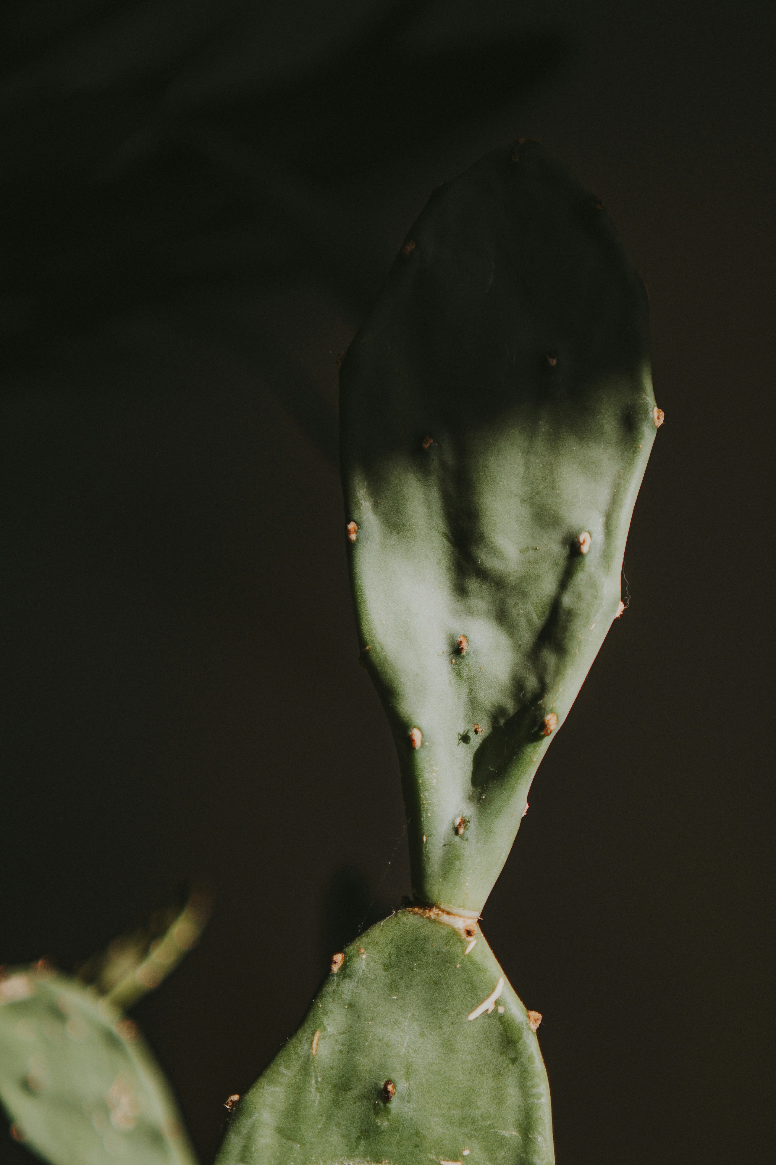 a close up of a green cactus plant