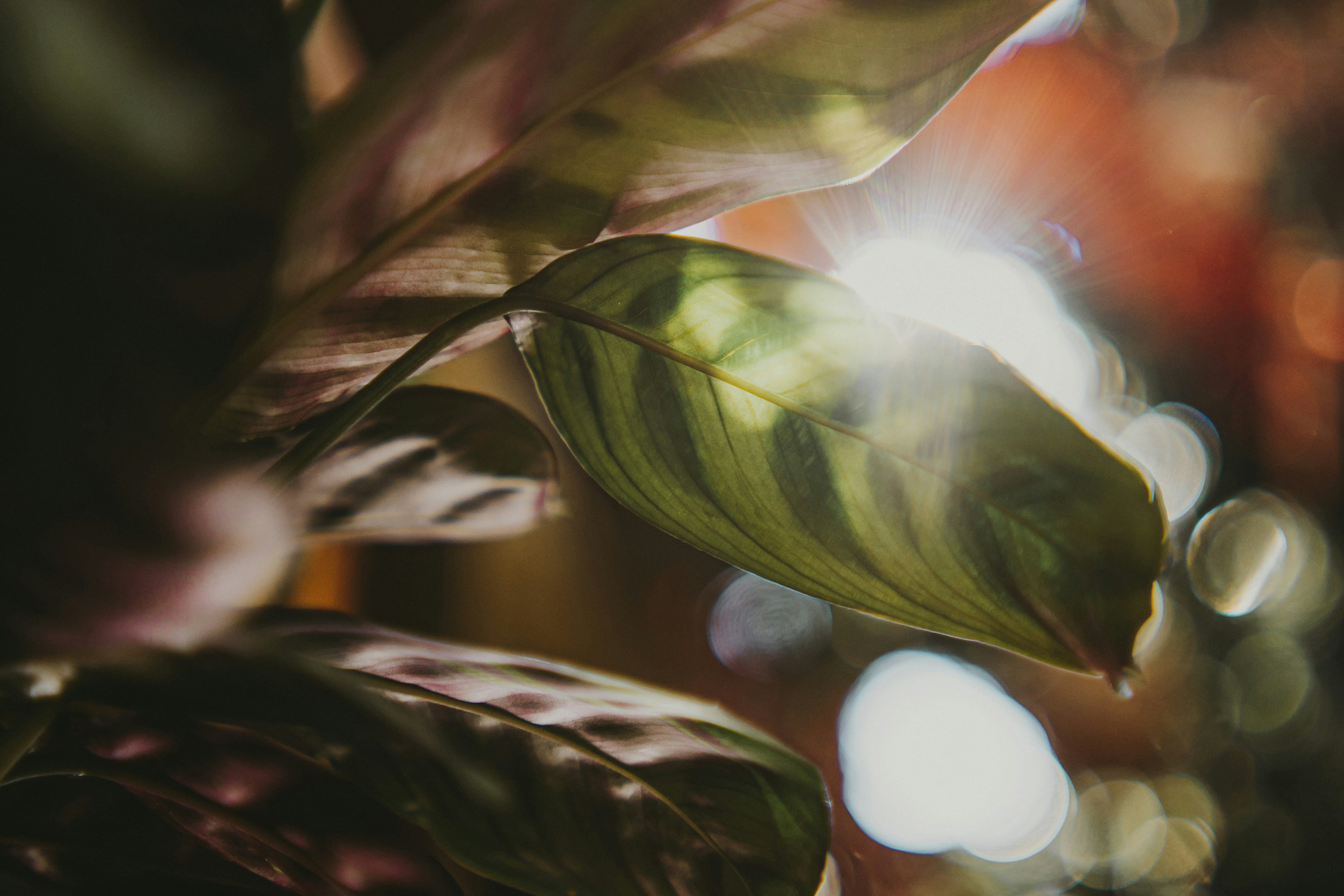 Close-up of a vibrant green leaf illuminated by soft sunlight, revealing intricate patterns and textures. The background features a bokeh effect enhancing the serene atmosphere.