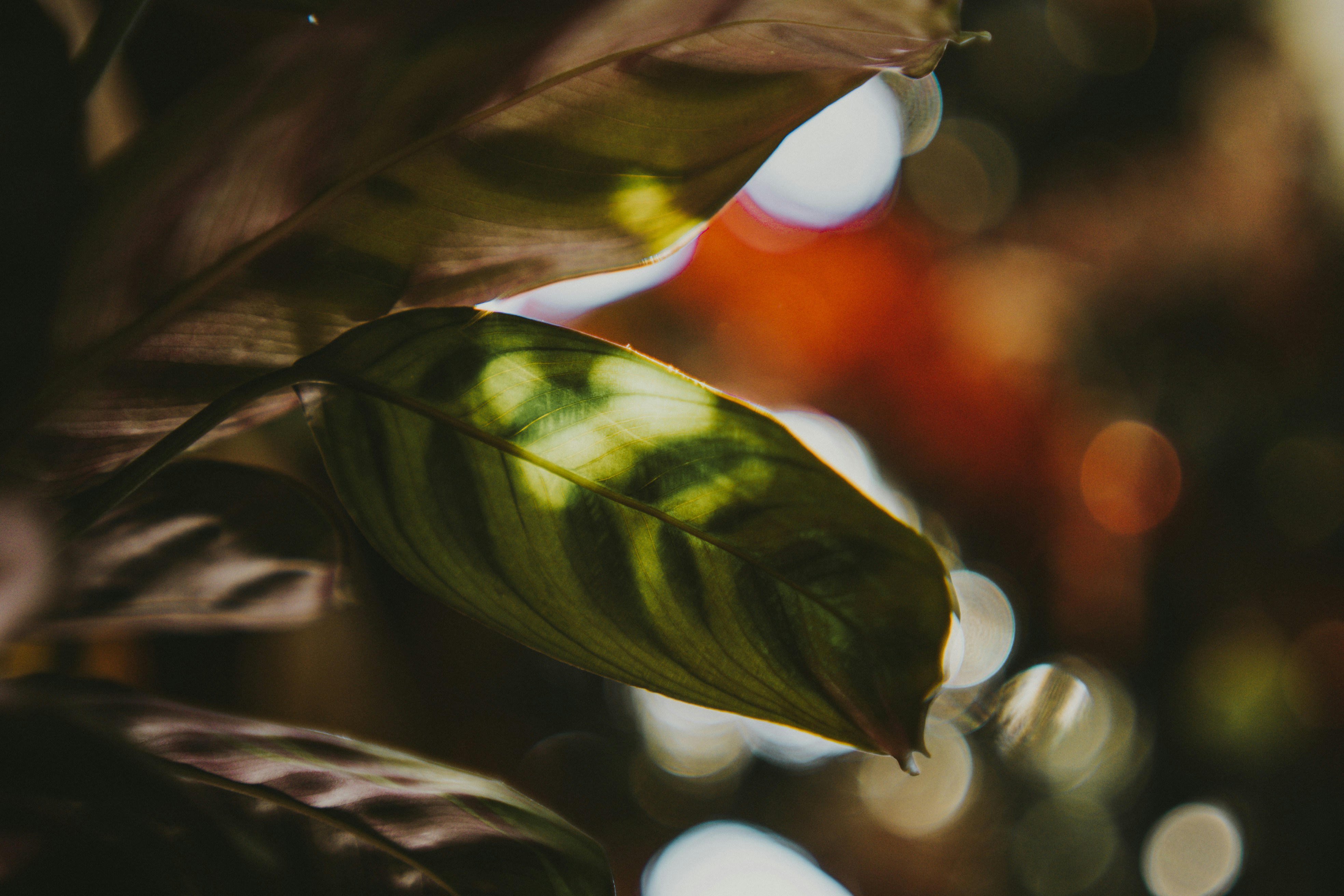 Close-up of a green leaf illuminated by soft, diffused light, revealing intricate patterns and textures against a blurred, colorful background.