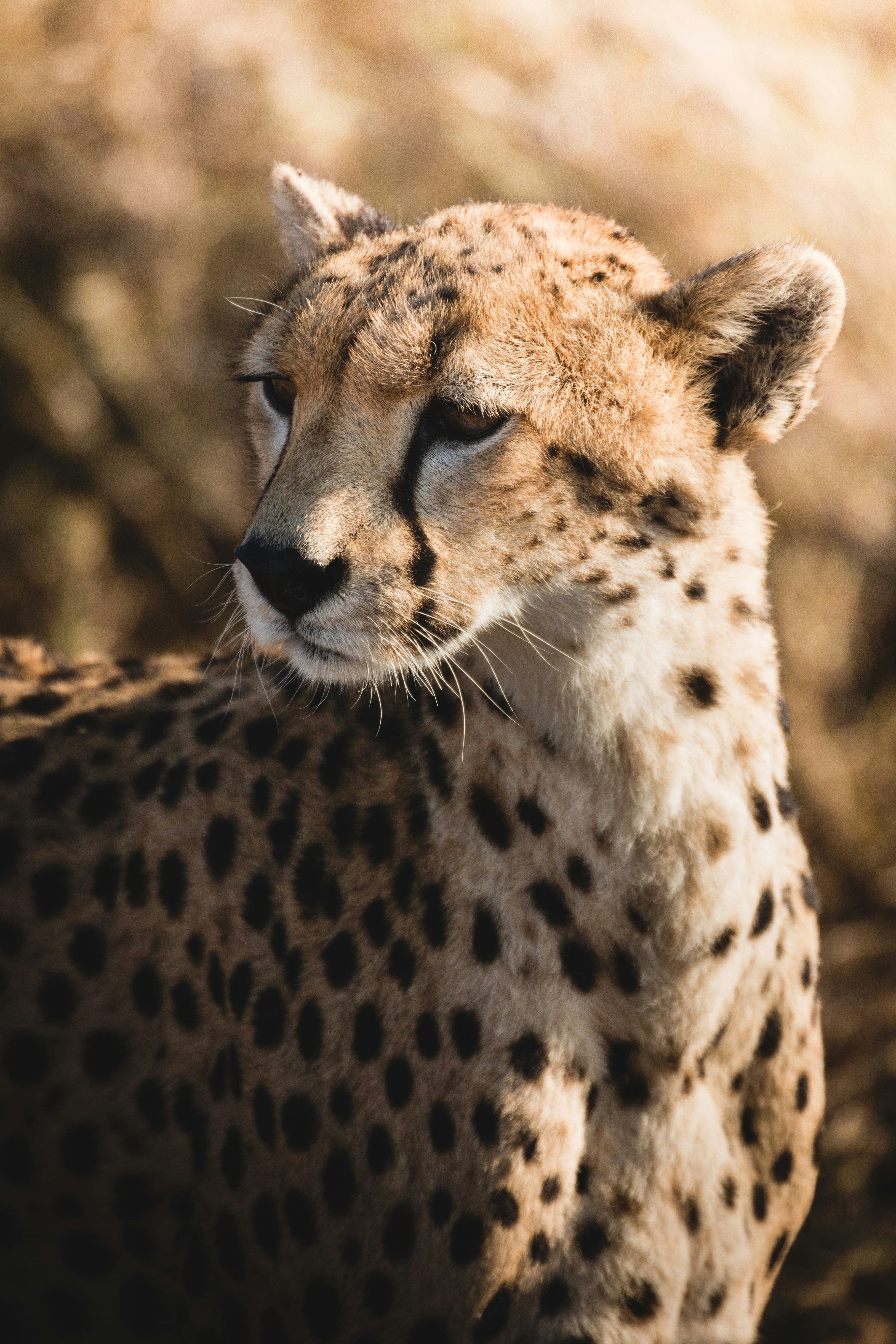 Cheetah gazing thoughtfully into the distance, showcasing its distinct spotted coat and keen expression.