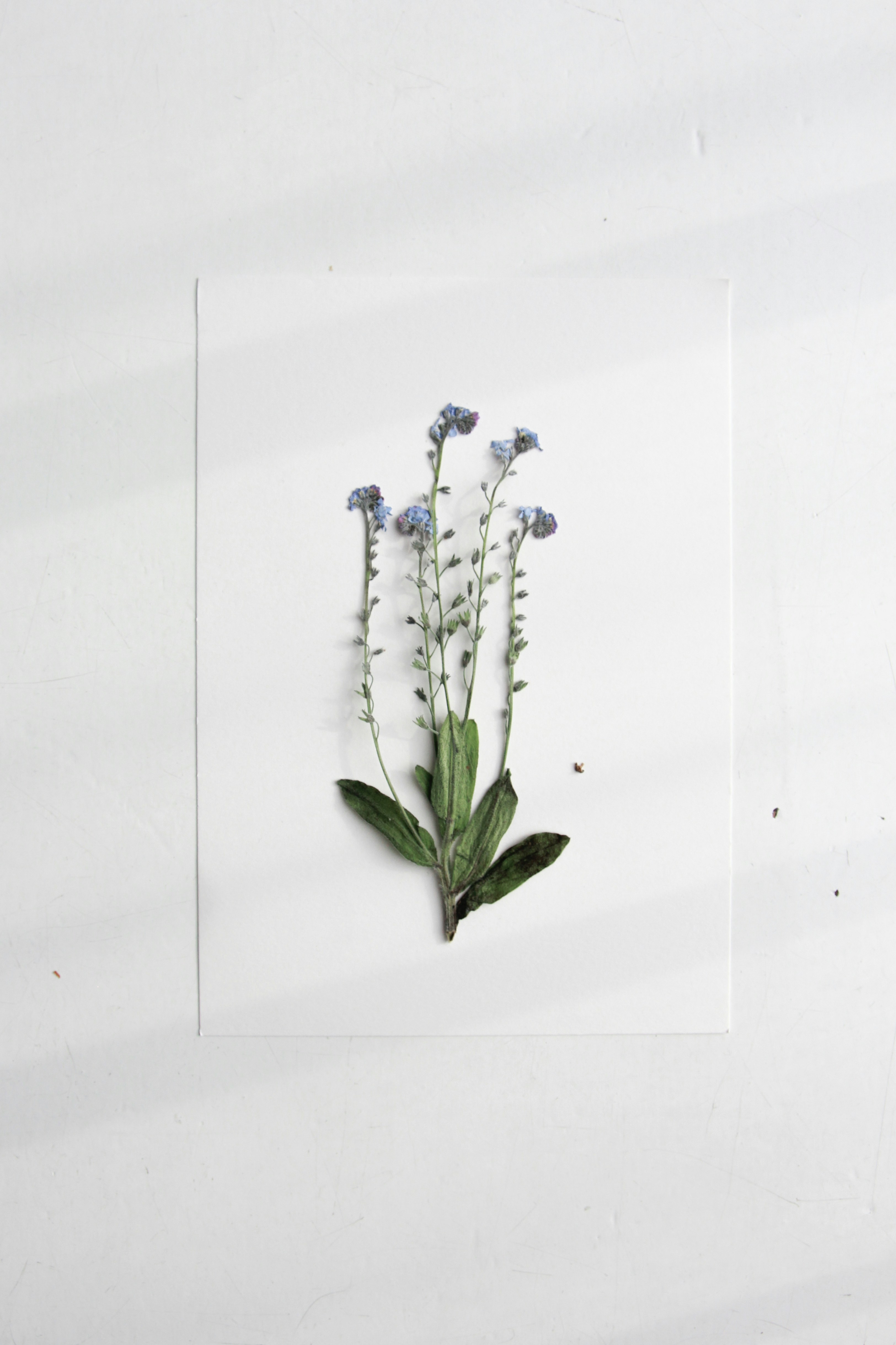 Blue-Flowered Stem on White Card: A Minimal Pressed-Plant Portrait
