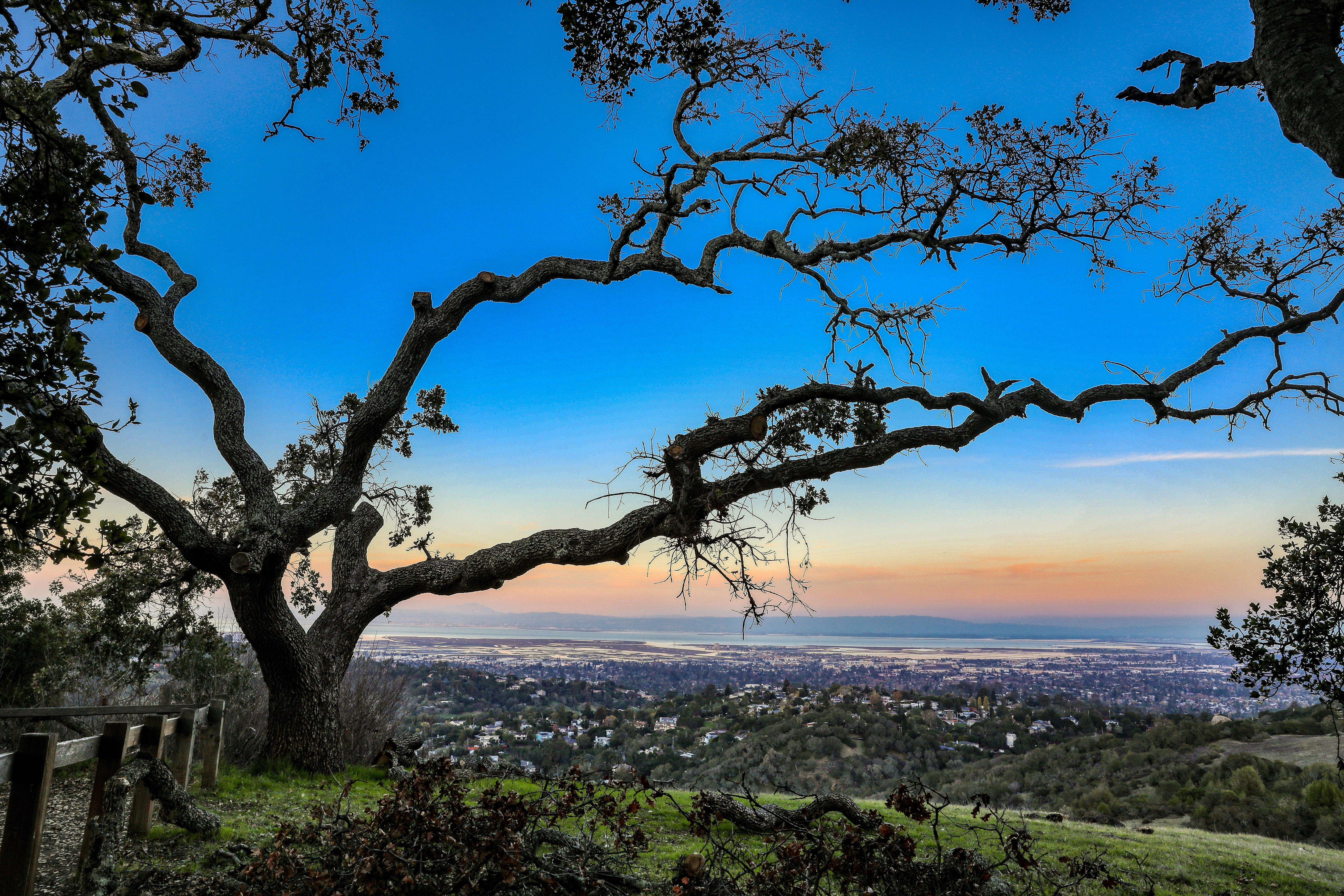 Ancient oak tree frames a panoramic view of a sprawling valley at dusk, with a gradient sky transitioning from blue to soft orange.