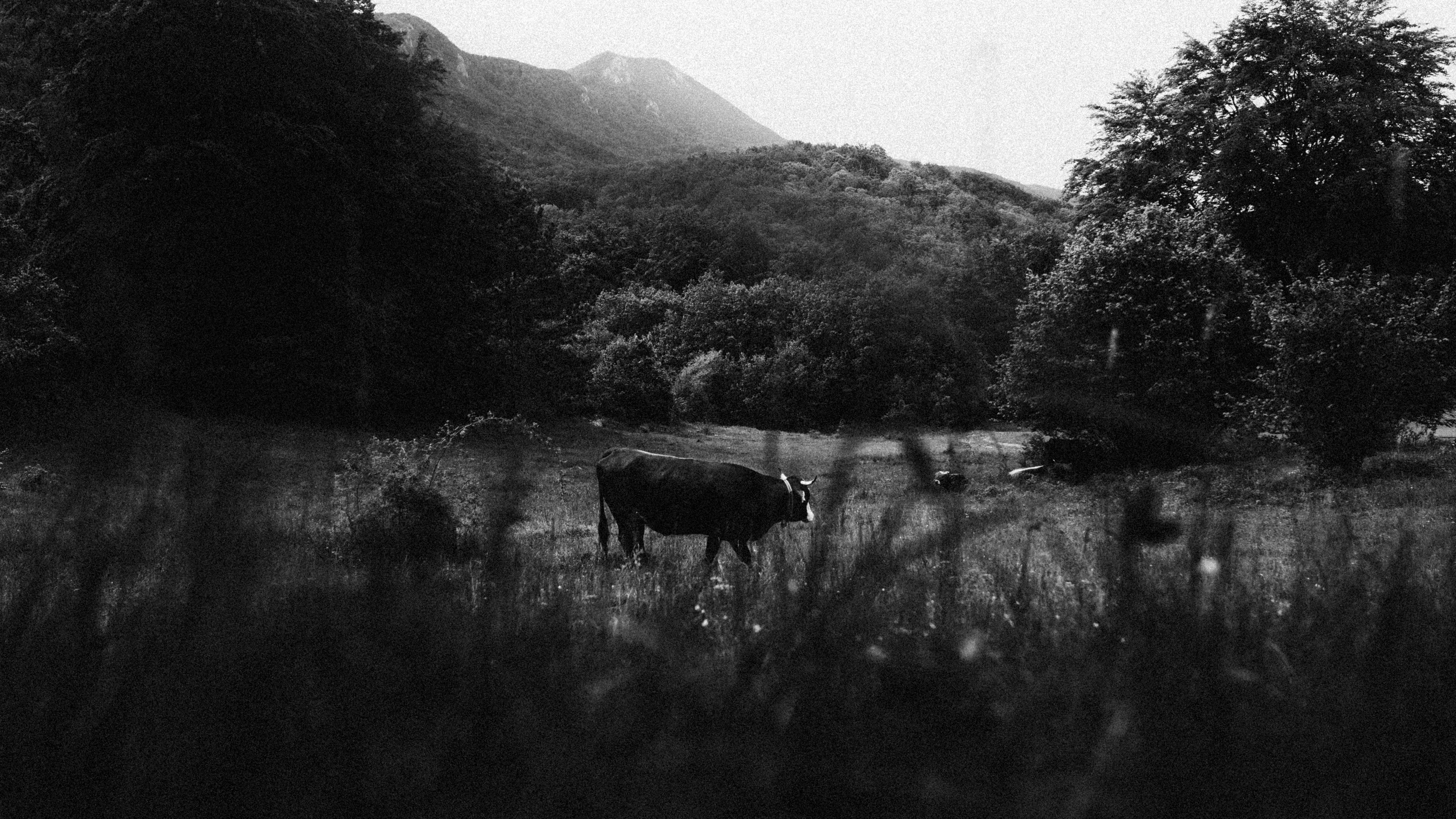 Black-and-White Alpine Calm: A Cow in the Meadow Beneath Distant Peaks