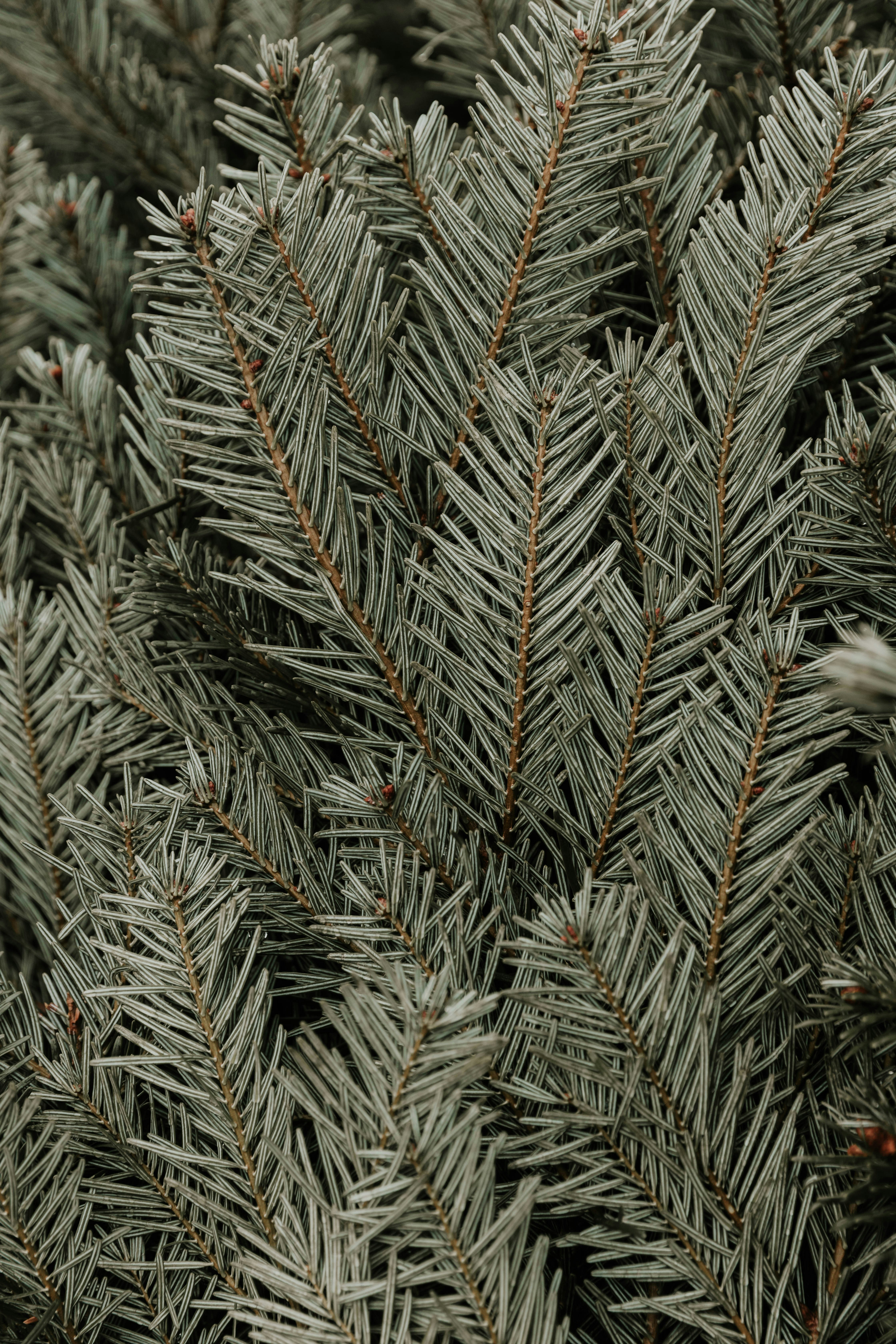Muted Tones of Fir Tree Branches