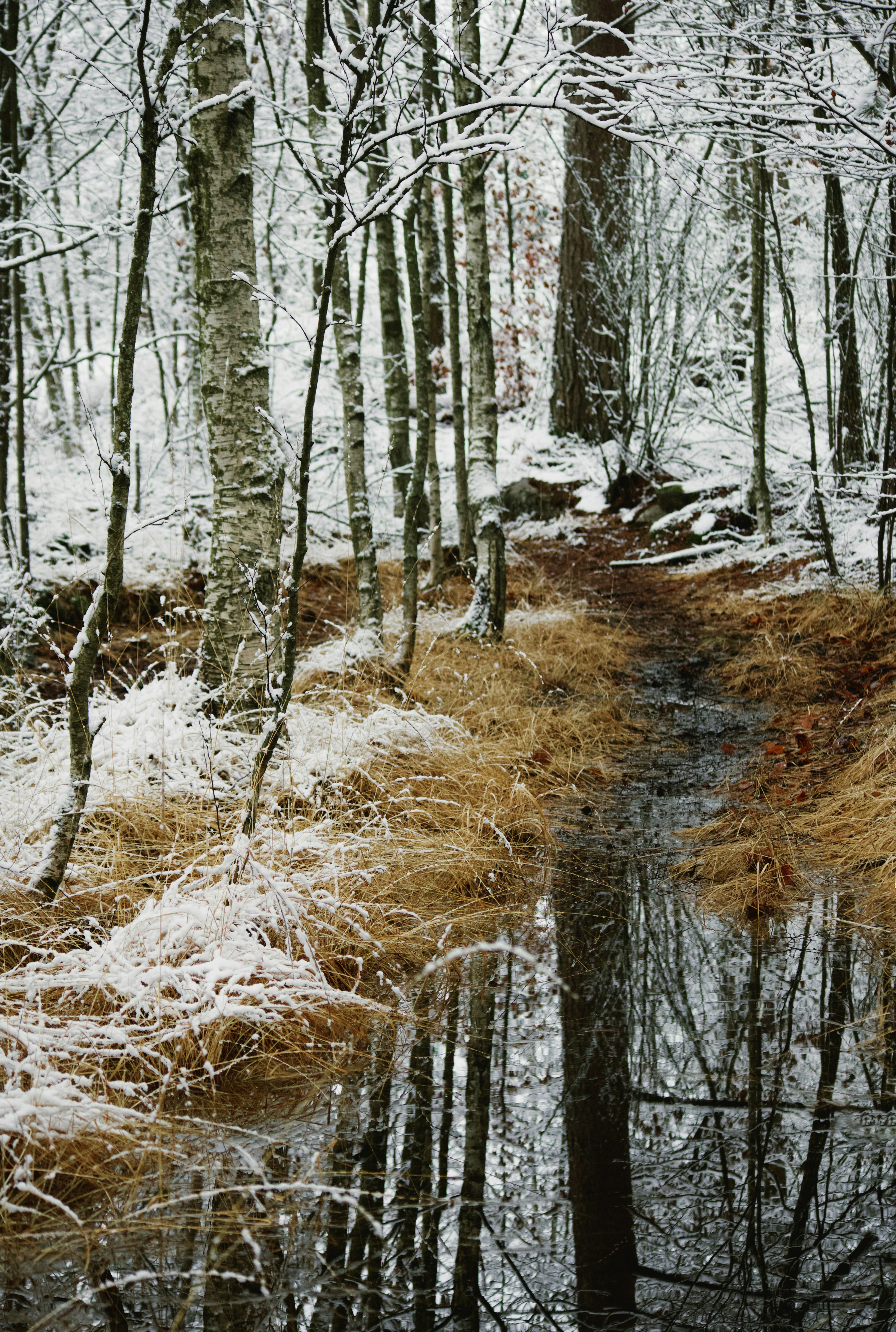A path in the woods with snow on the ground photo – Free Forest Image ...