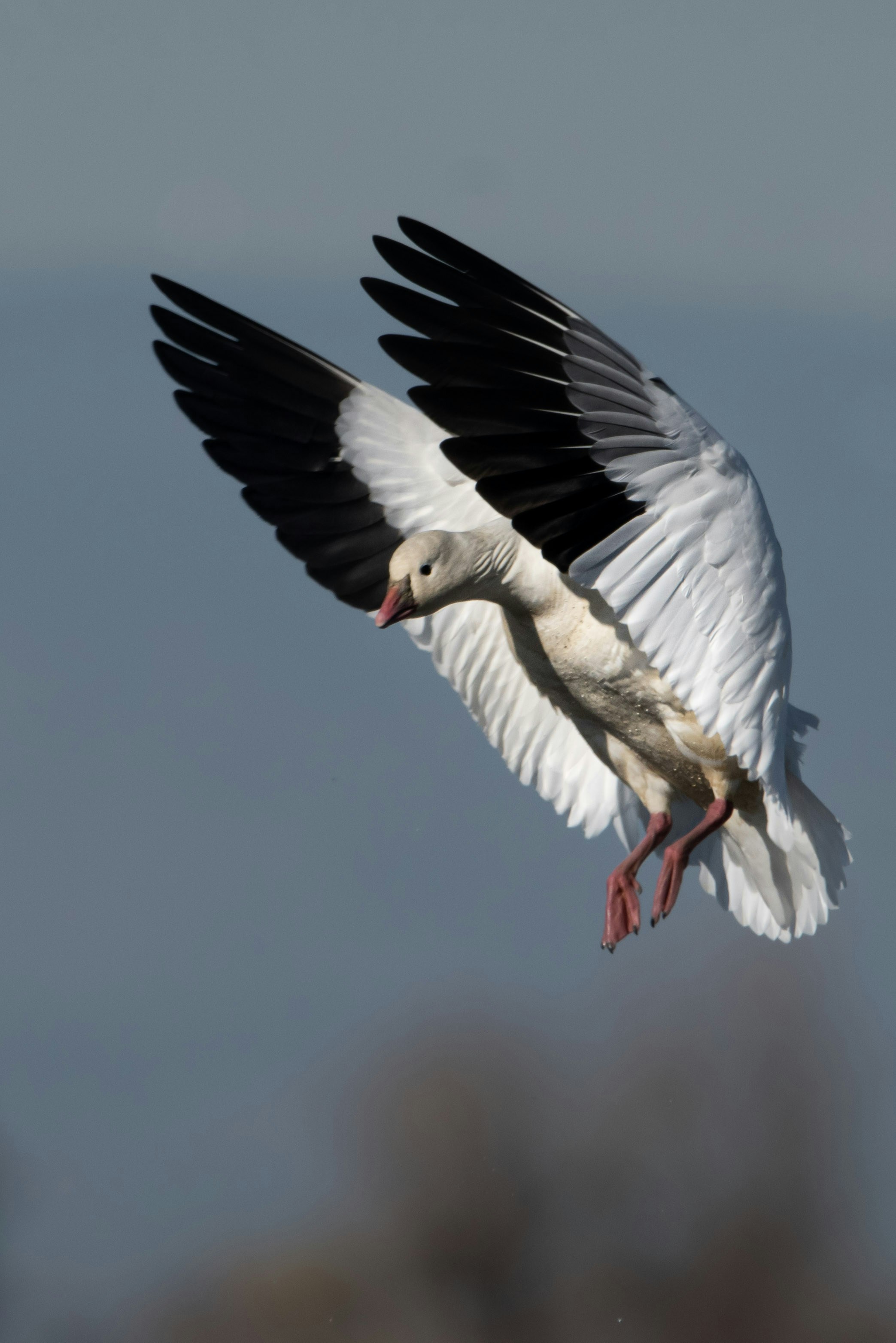 Winged Ascent: A Snow Goose in Mid-Flight