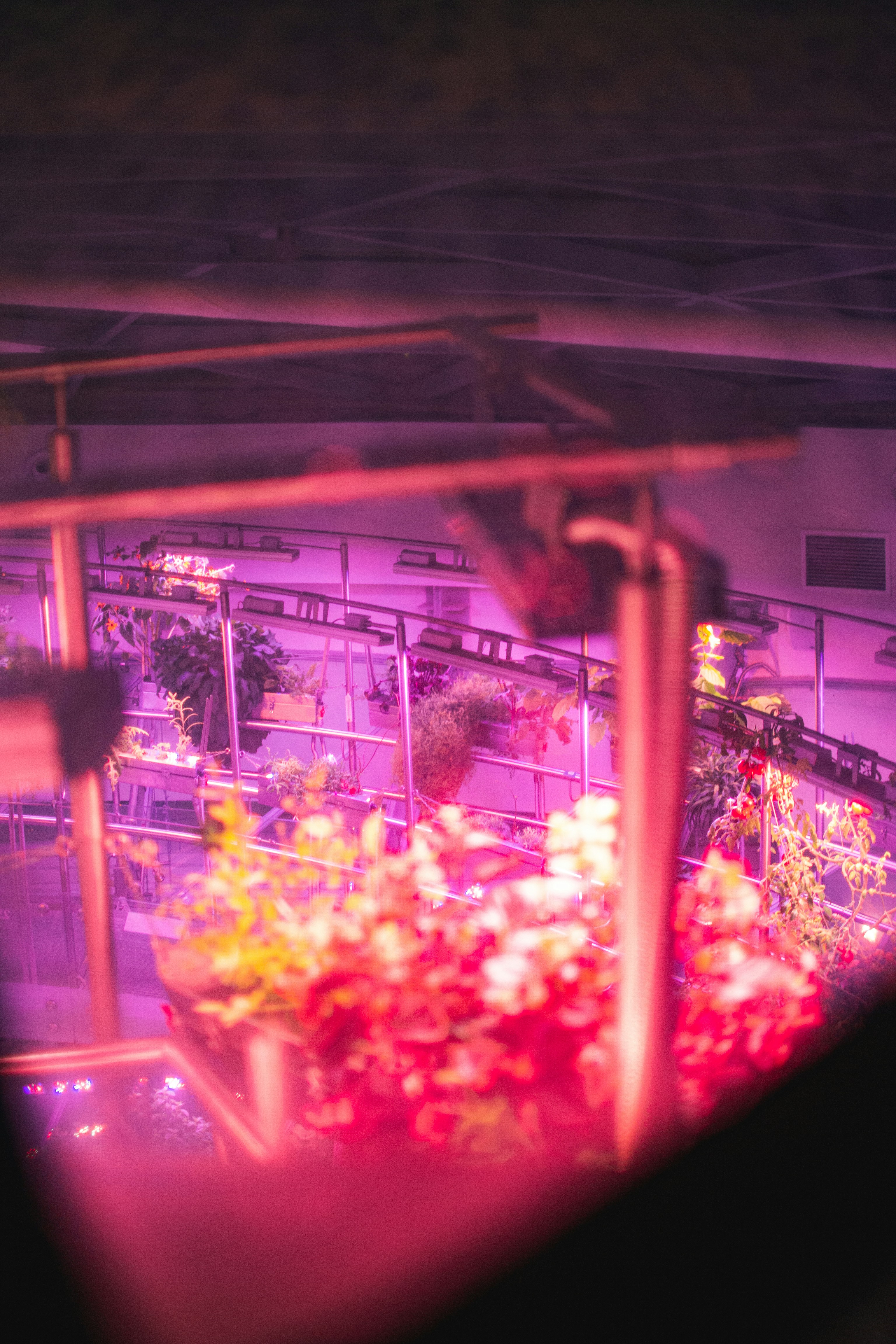 Aisle of Magenta Glow: Plant Benches Under Pink Grow Lights