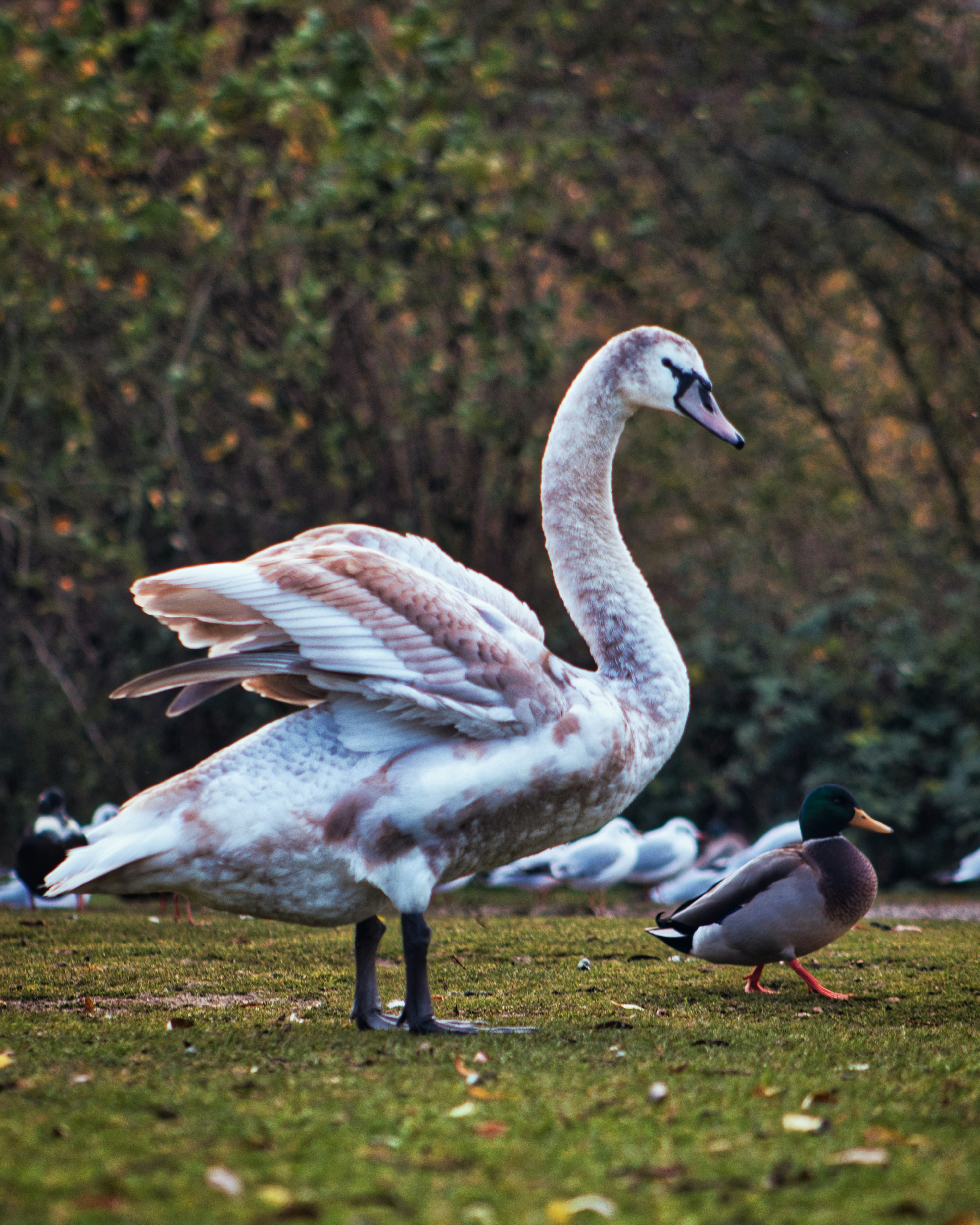 Winged Quiet: A Swan Pauses in Autumn Park Among Mallards