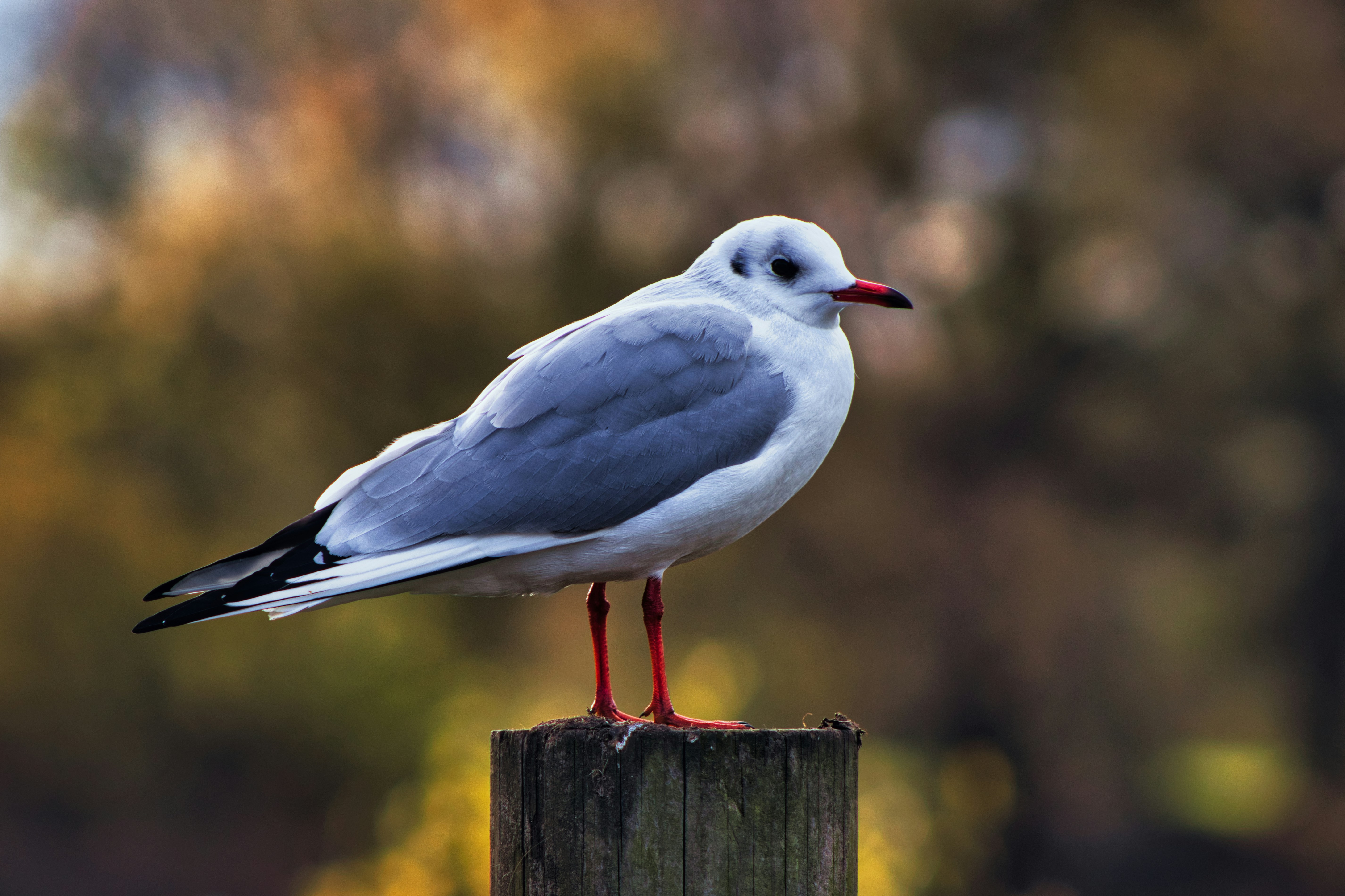 Black-headed gull perched on a wooden post with a softly blurred autumn background.