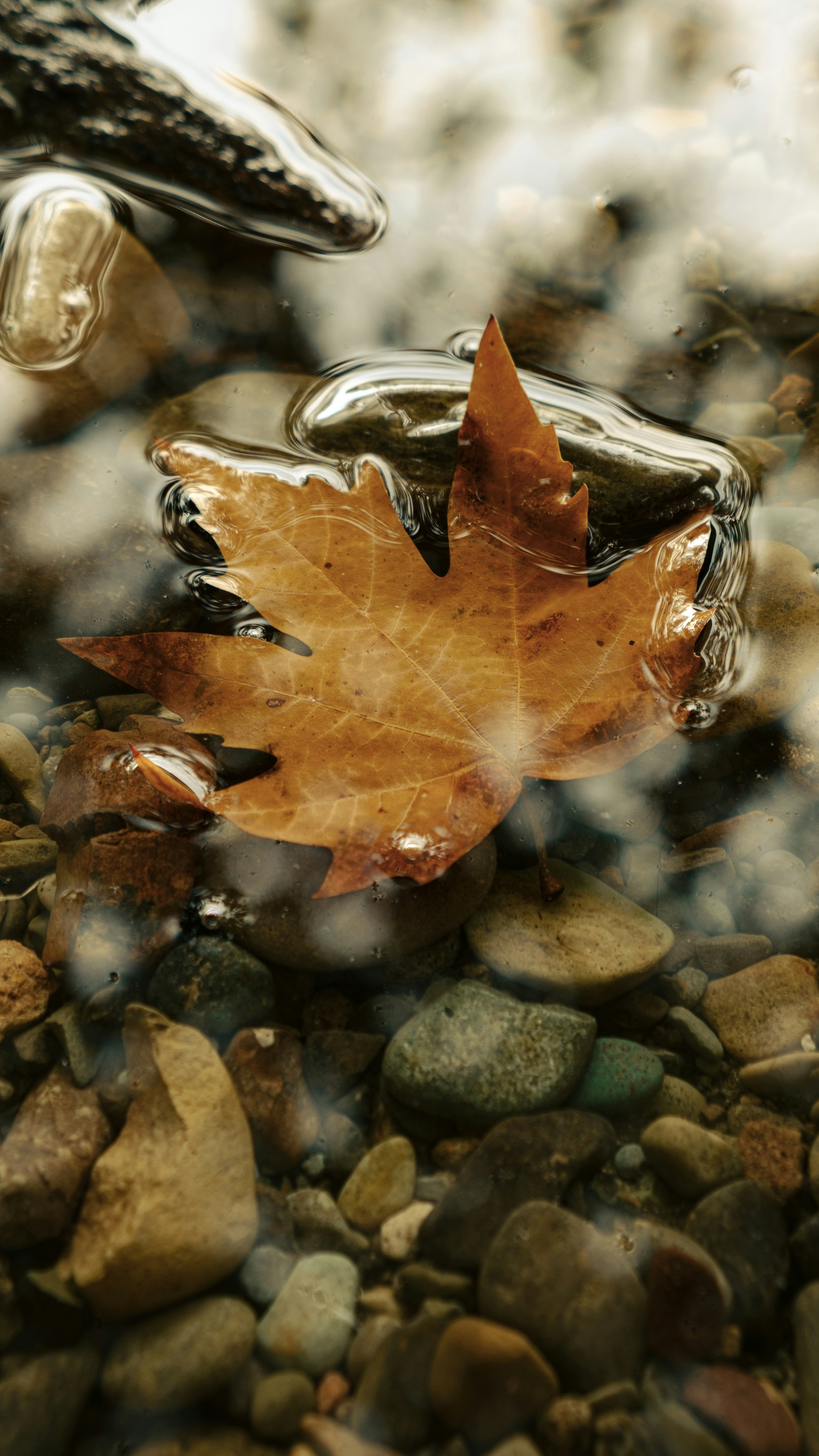 Autumn Leaf Resting on a Quiet Streambed