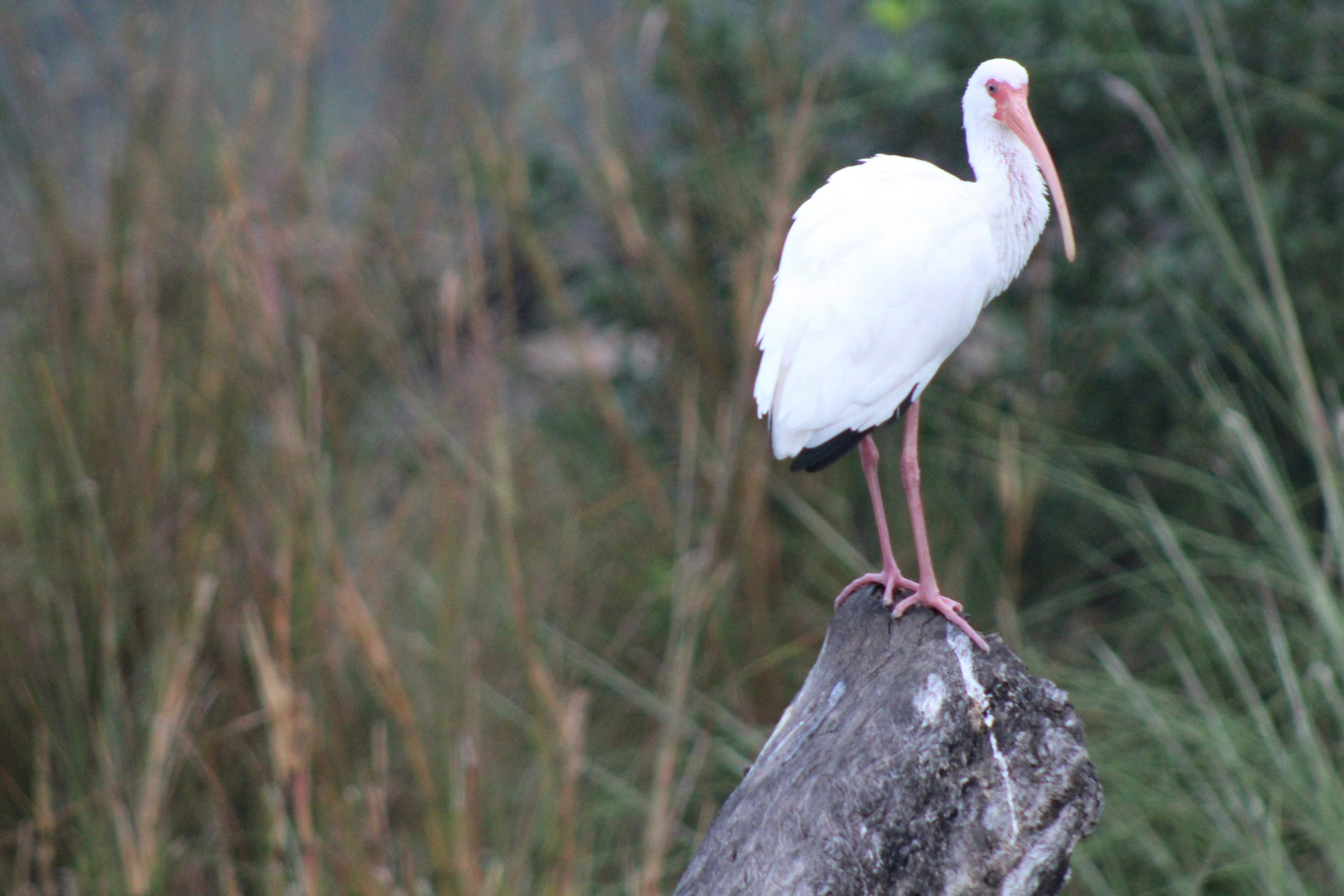 White ibis perched on a tree stump amidst tall grasses in a natural setting.